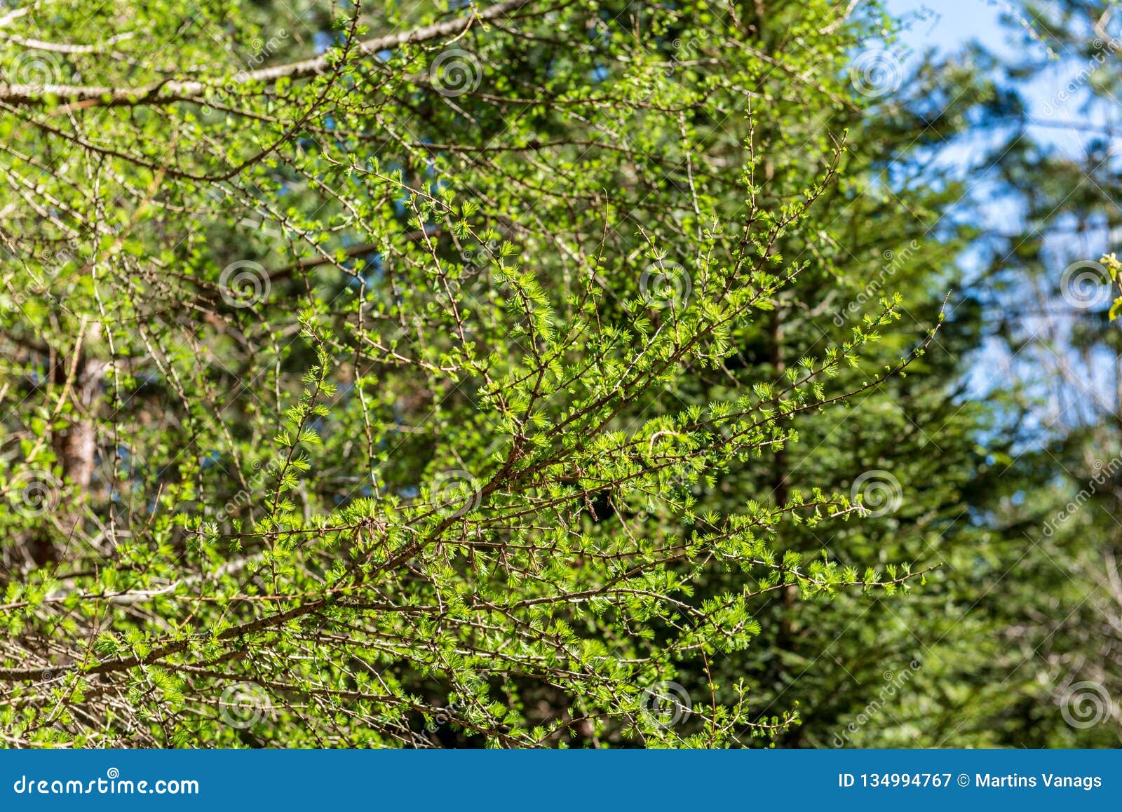 Close Up Tree Branches in Autumn and Nature Details Abstract Stock ...