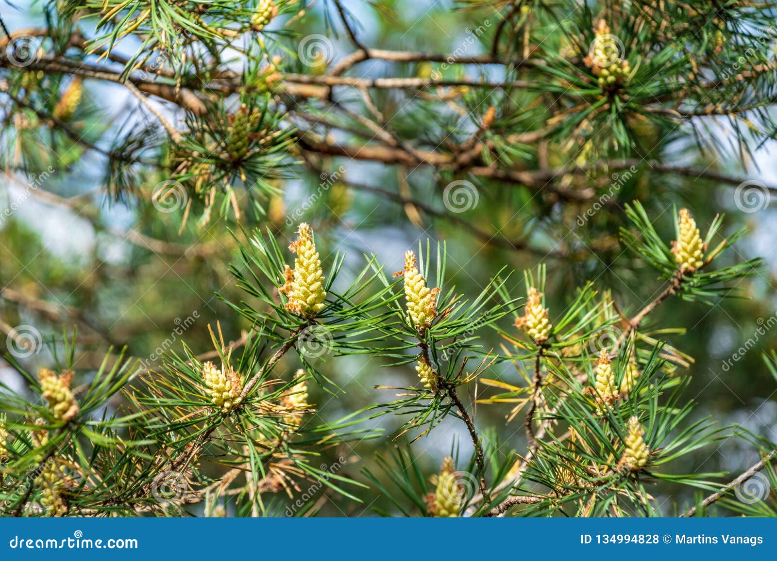 Close Up Tree Branches in Autumn and Nature Details Abstract Stock ...