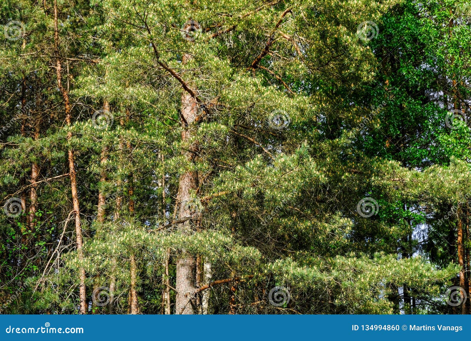 Close Up Tree Branches in Autumn and Nature Details Abstract Stock ...
