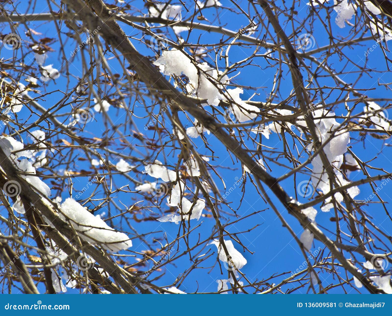 Snow on the Tree Branches in Winter Stock Image - Image of beauty ...