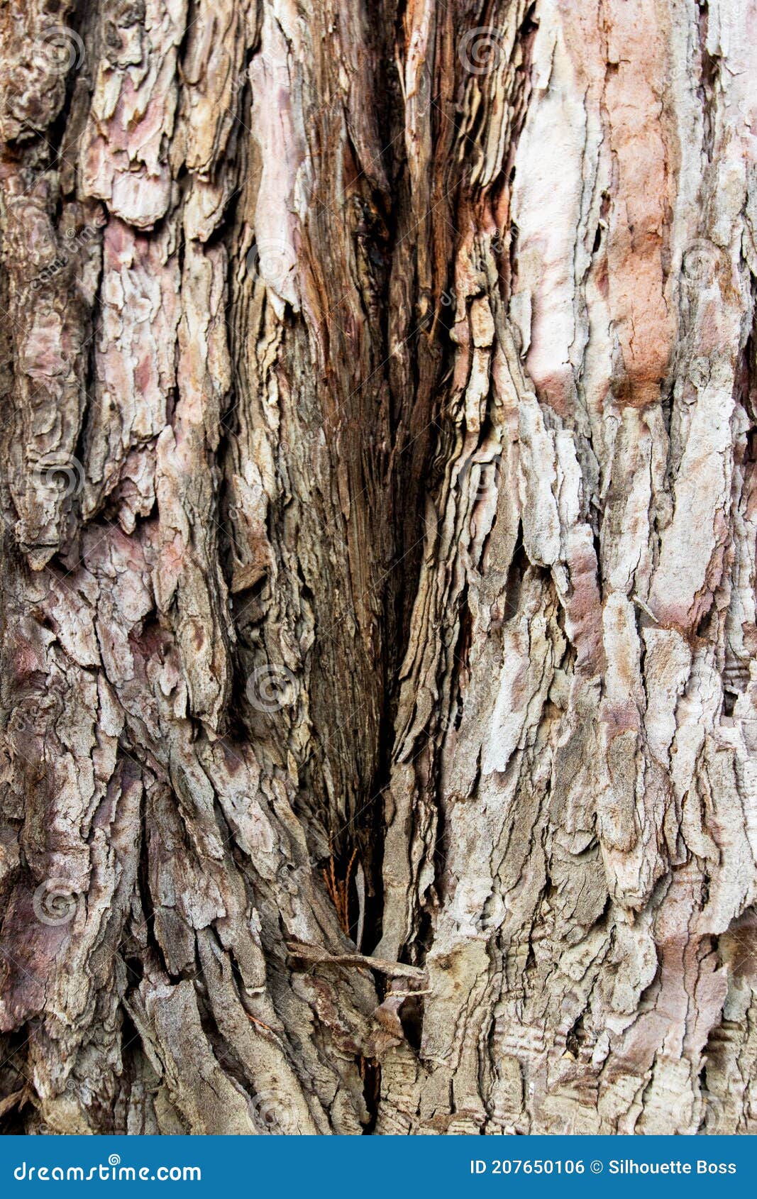 Close Up of a Tree. Brown Tree Bark, Bark Texture Stock Photo - Image ...