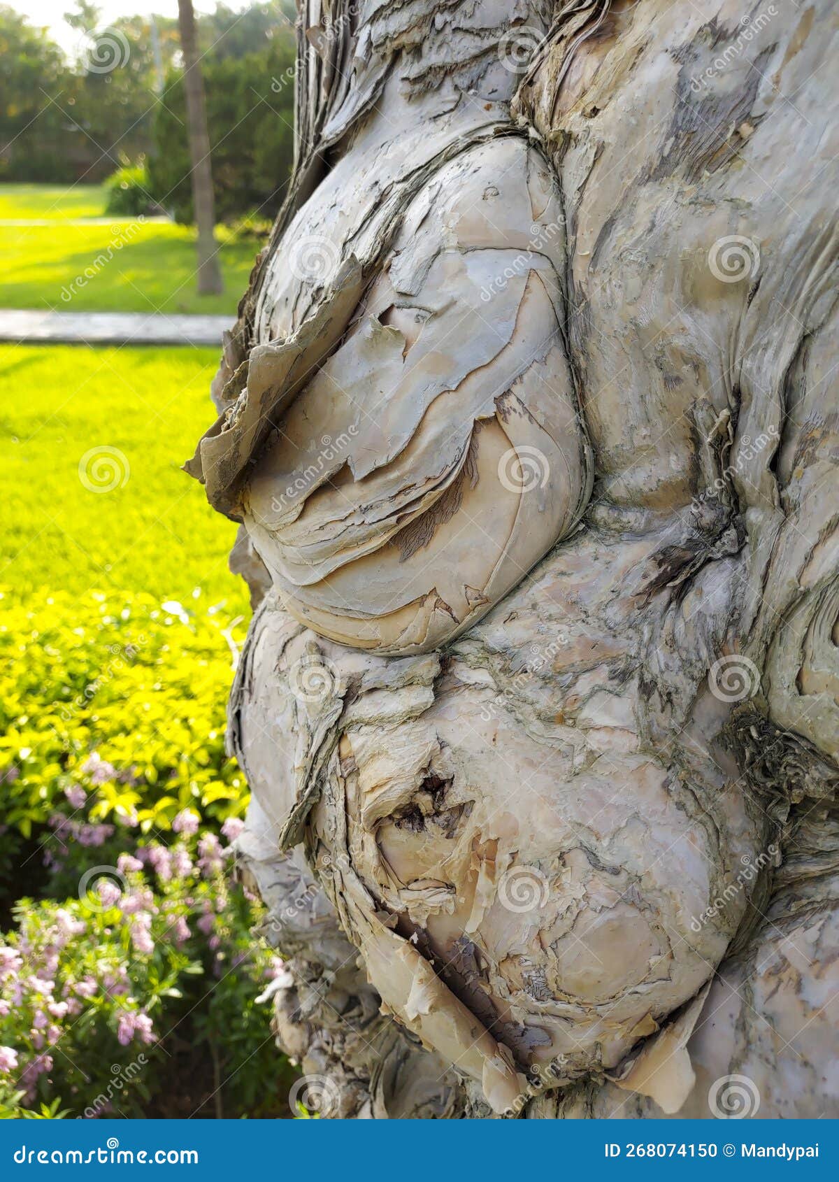 Close Up of Tree Tumor and Bark. Stock Photo - Image of birch, plant ...