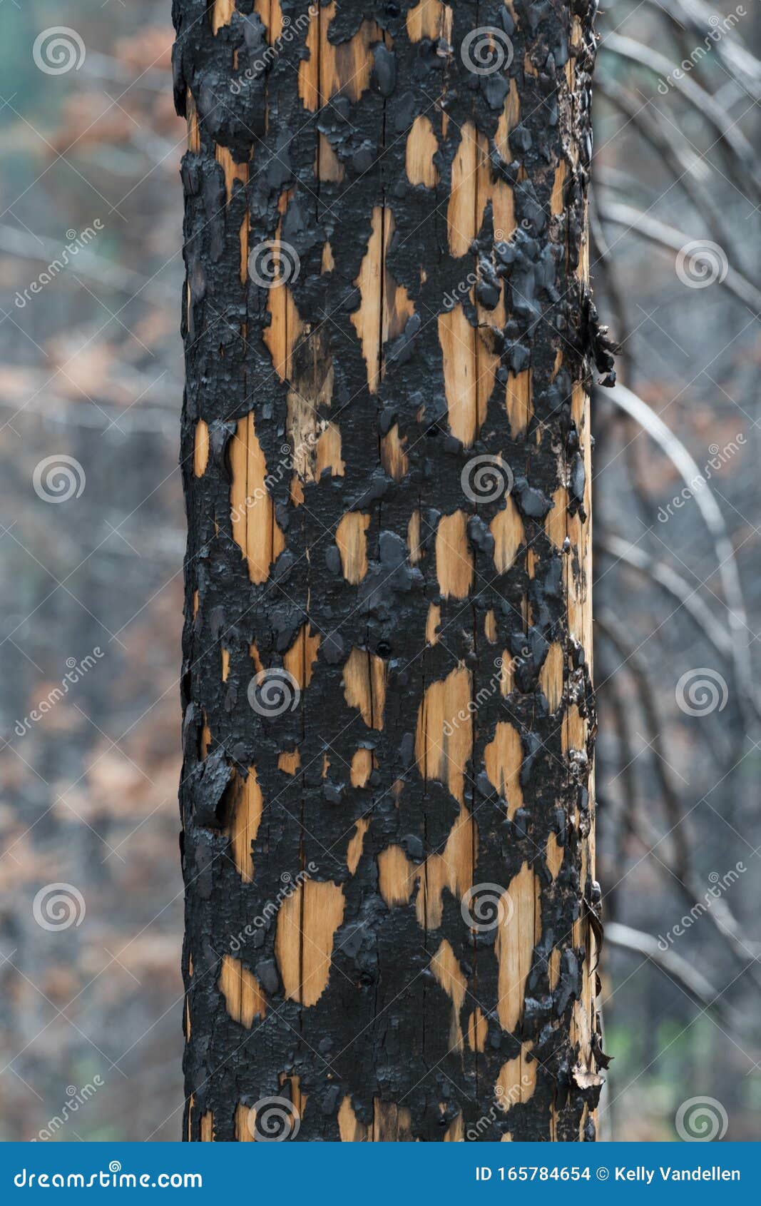 Close Up of Tree Burned during Forest Fire Stock Photo - Image of ...