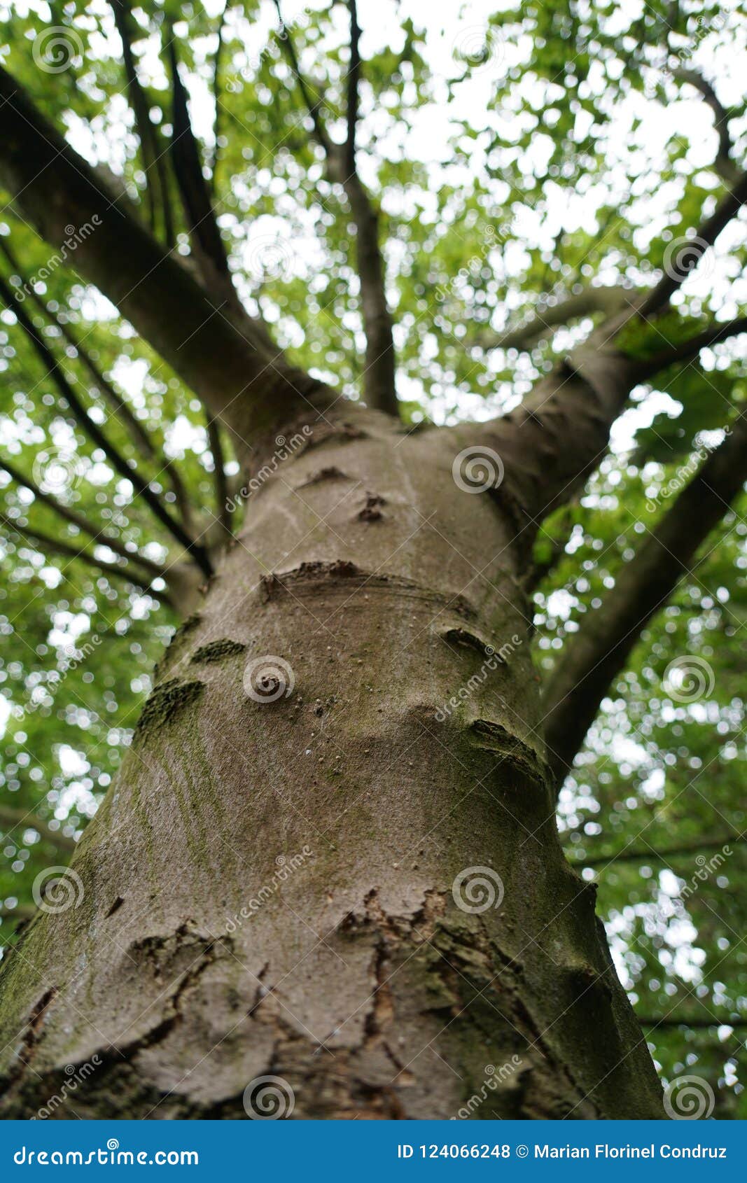 Close up with a tree stock photo. Image of brown, bokeh - 124066248