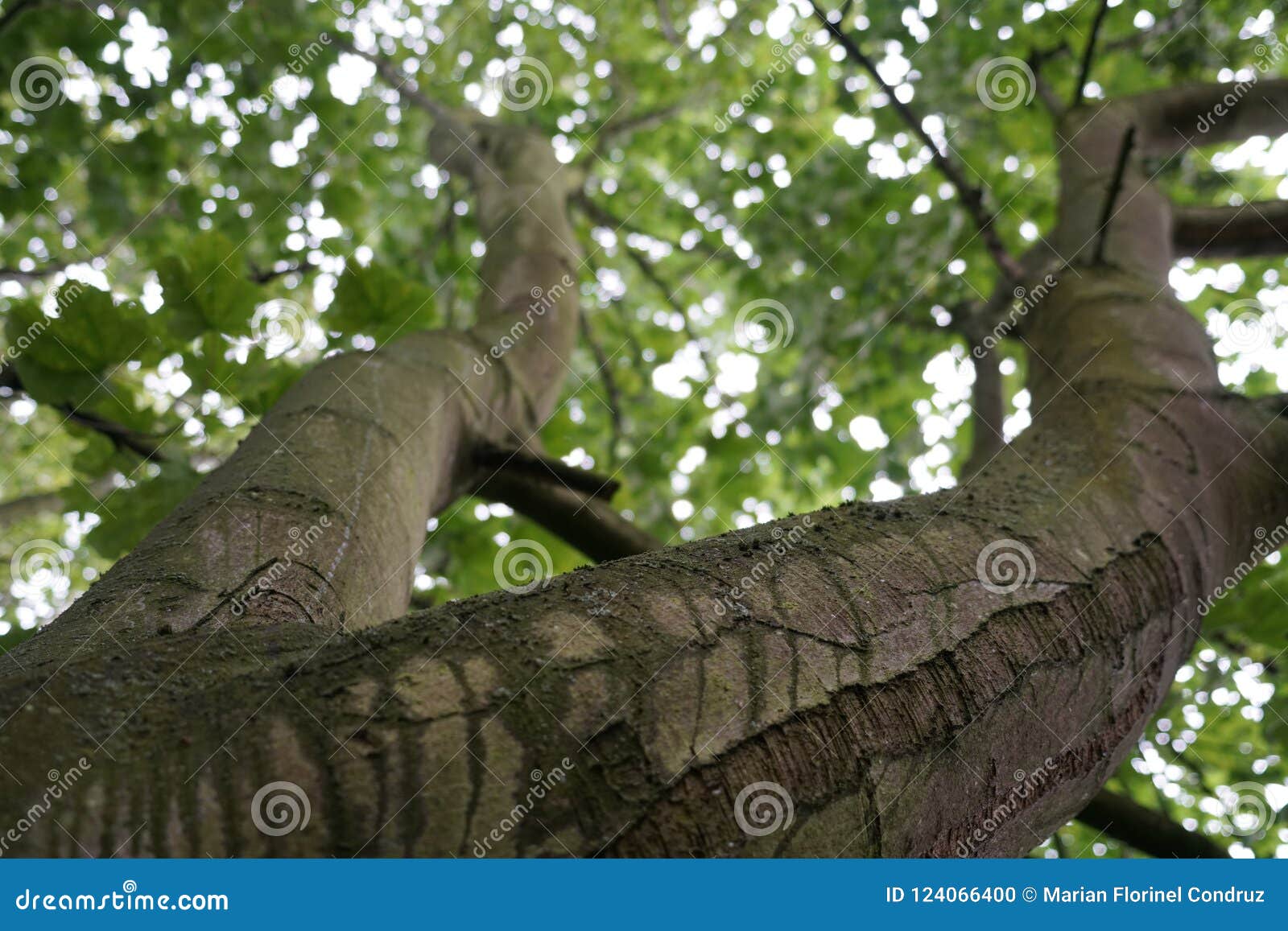 Close up with a tree stock photo. Image of park, green - 124066400