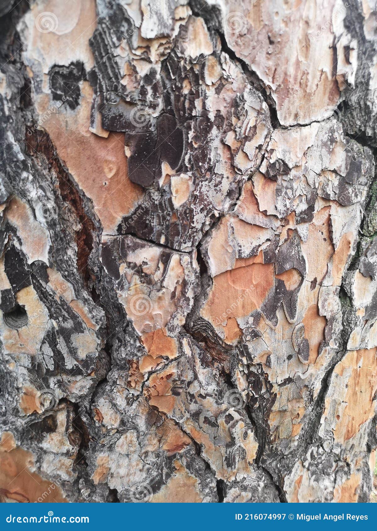 Detail of pine tree cork stock image. Image of plant - 216074997