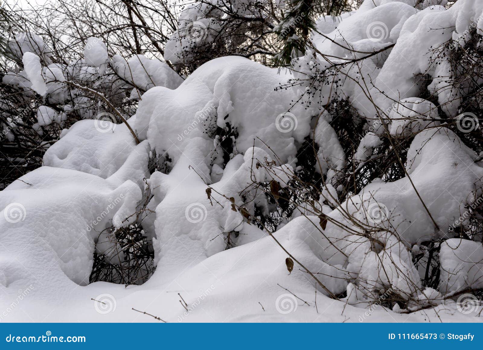 Snowy Trees in Winter Forest Stock Image - Image of limbs, driven ...
