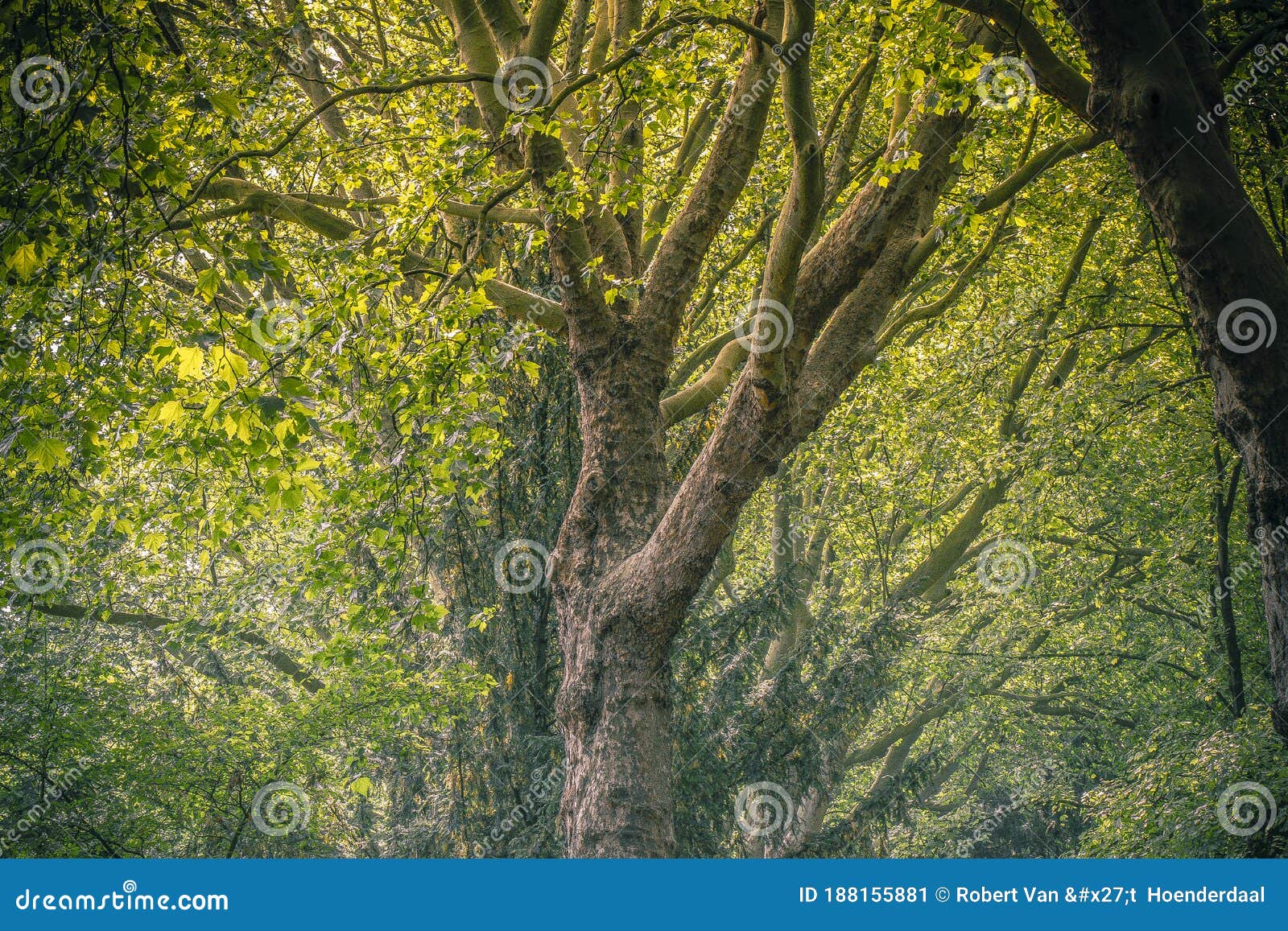 Close Up of a Tree in a Forest Stock Image - Image of scenics, forest ...