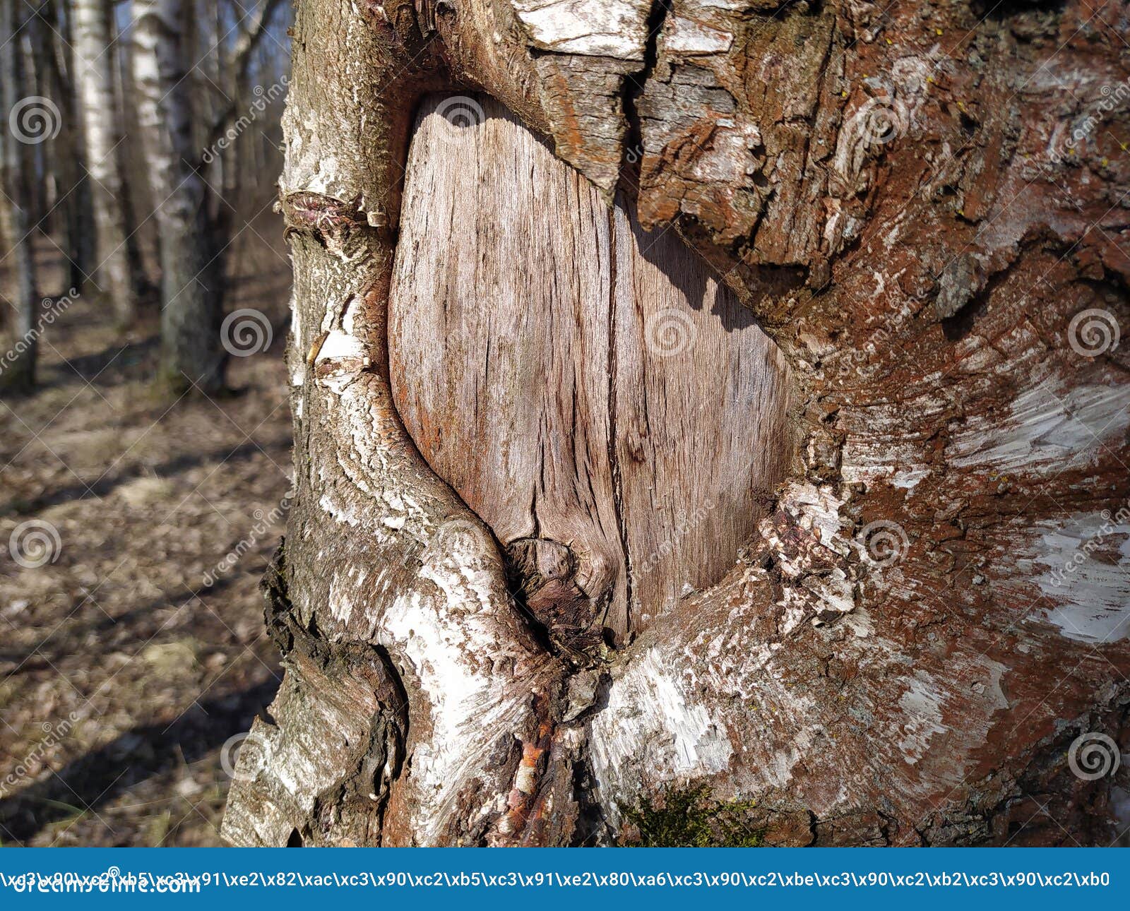 Close Up Tree in the Forest Stock Image - Image of background ...