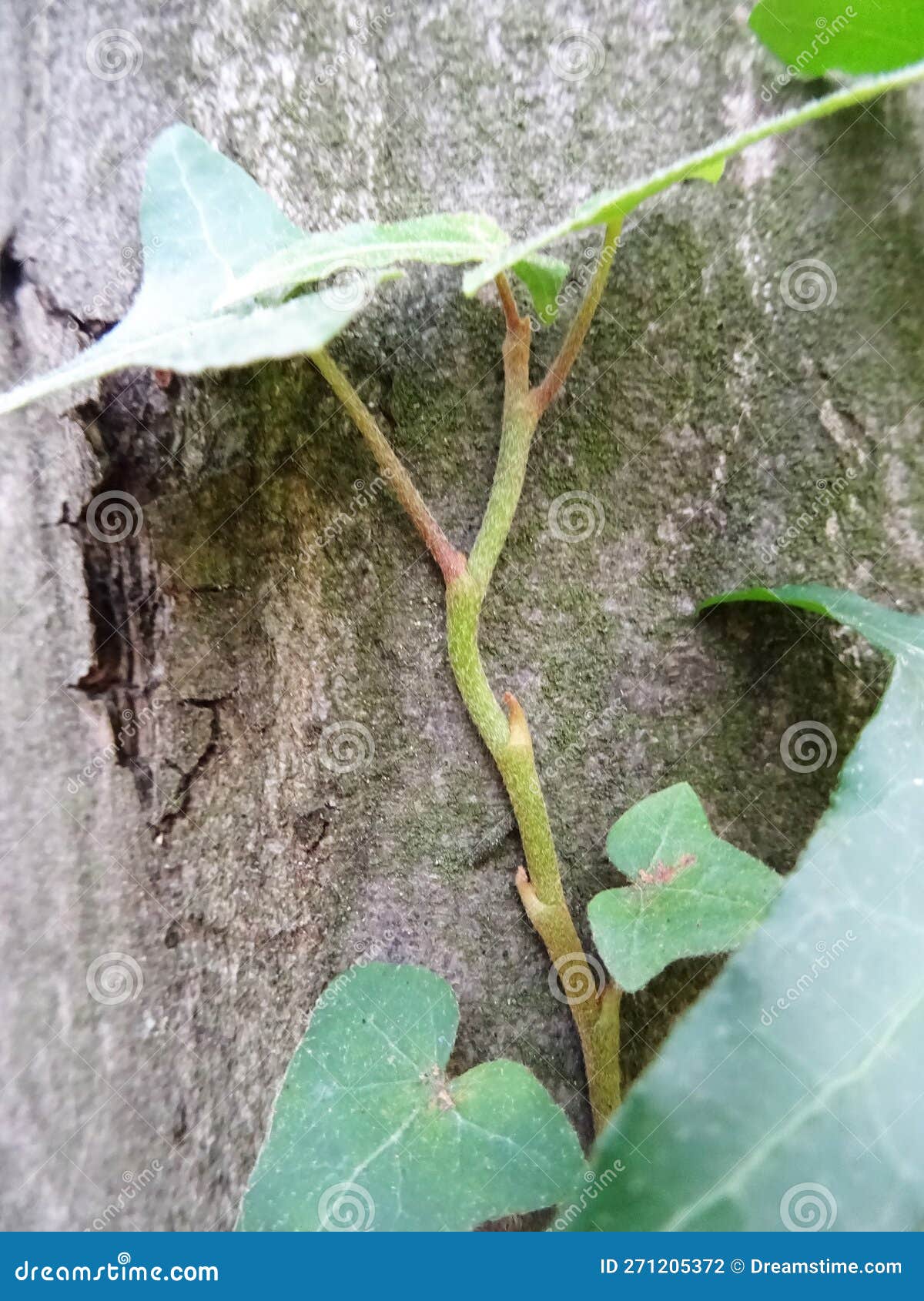 Close-up of a Tree in the Forest, Twisted Ivy on the Trunk Stock Photo ...