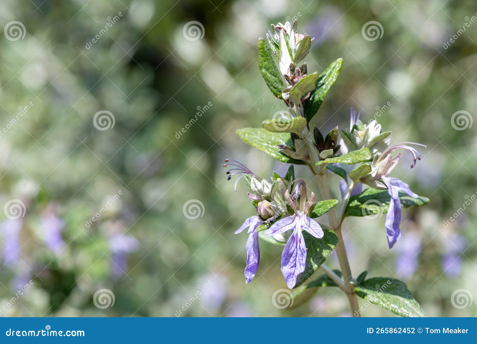 Tree Germander Teucrium Fruticans Flowers Stock Photo - Image of flora ...