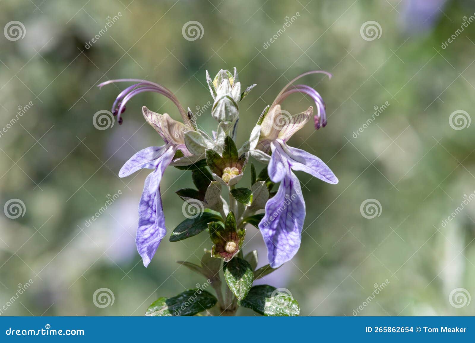 Tree Germander Teucrium Fruticans Flowers Stock Photo - Image of floral ...