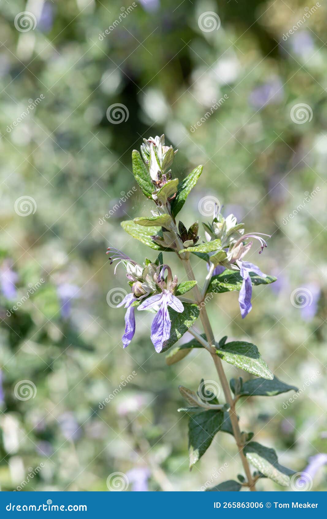Tree Germander Teucrium Fruticans Flowers Stock Photo - Image of bloom ...
