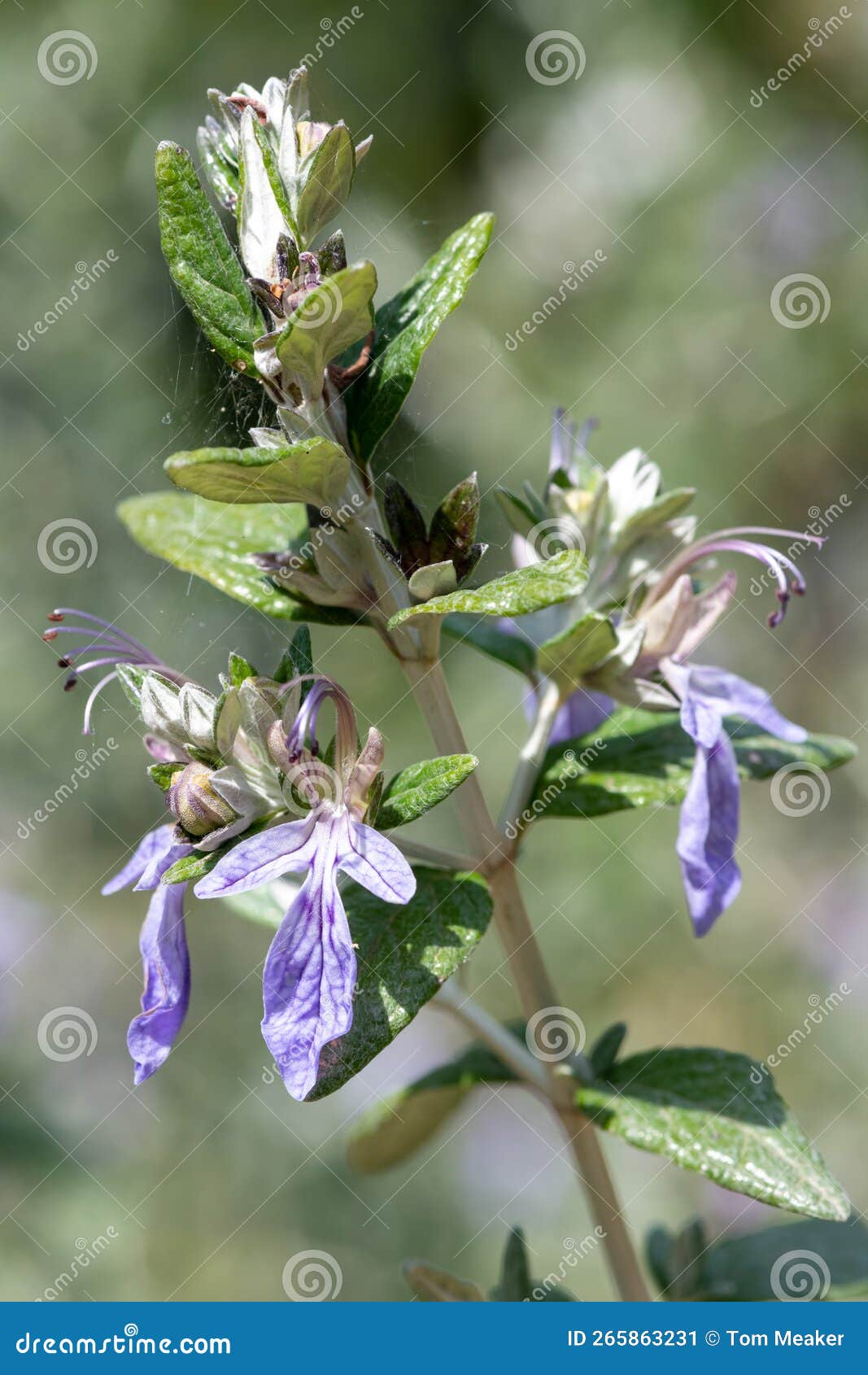 Tree Germander Teucrium Fruticans Flowers Stock Image - Image of beauty ...
