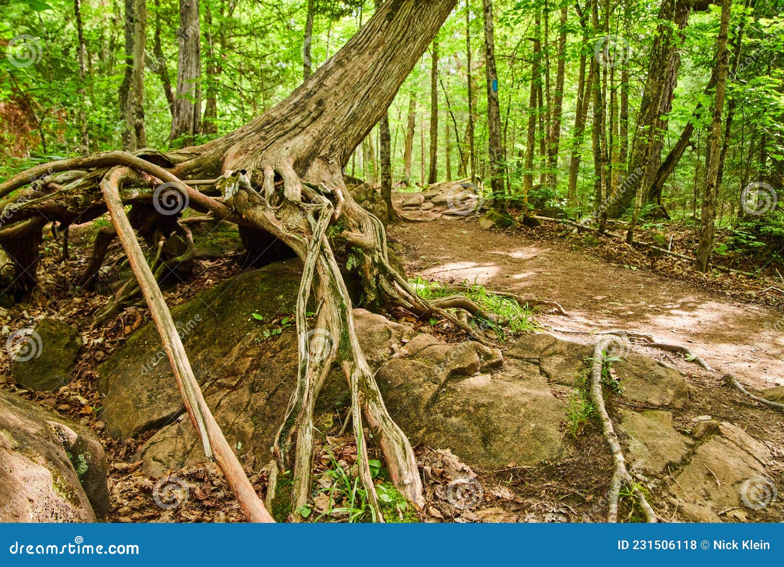 Close-up of Tree Growing Over Rocks with Exposed Roots Along Dirt Path ...