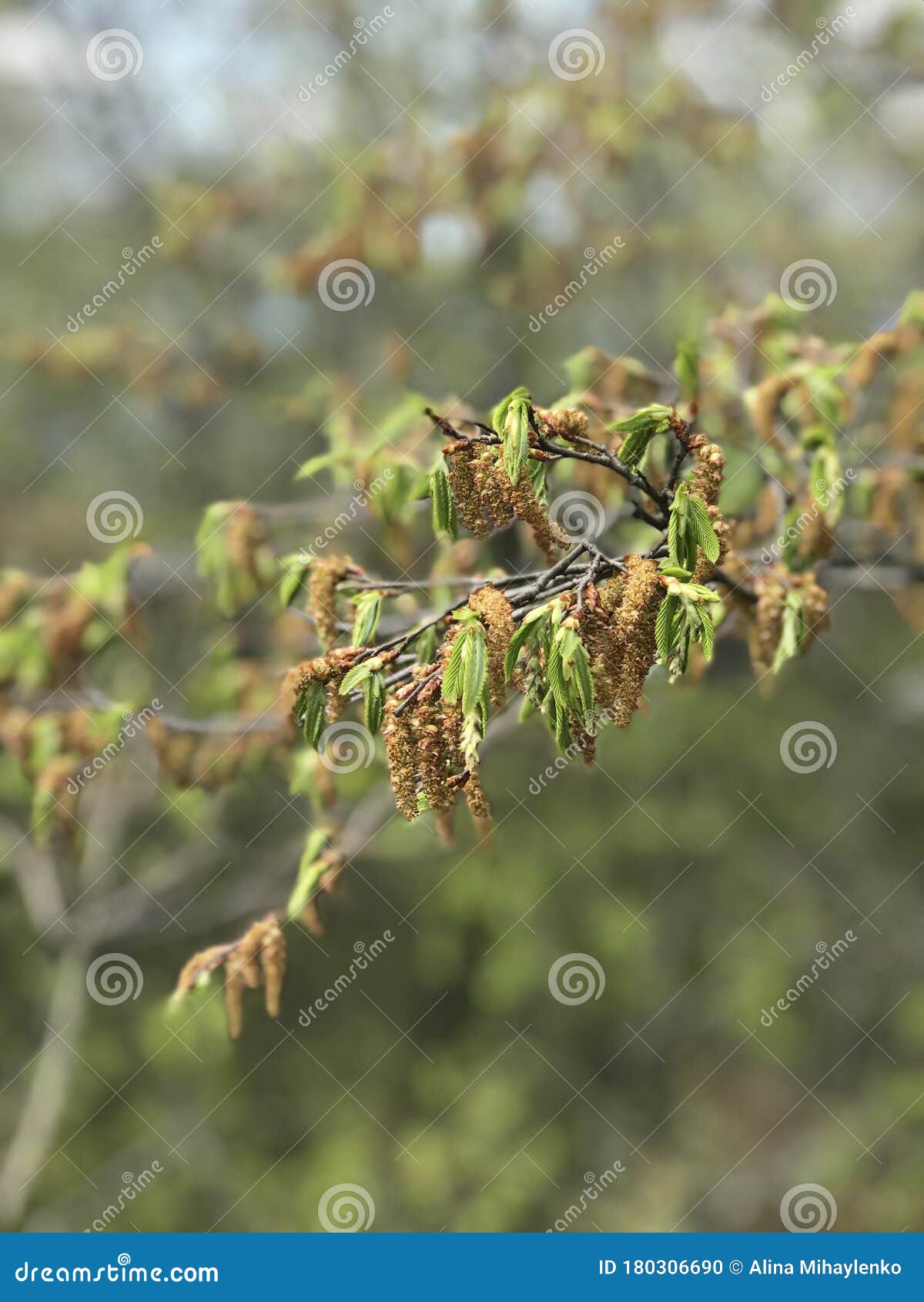 A close up of a tree stock photo. Image of closeup, botanic - 180306690