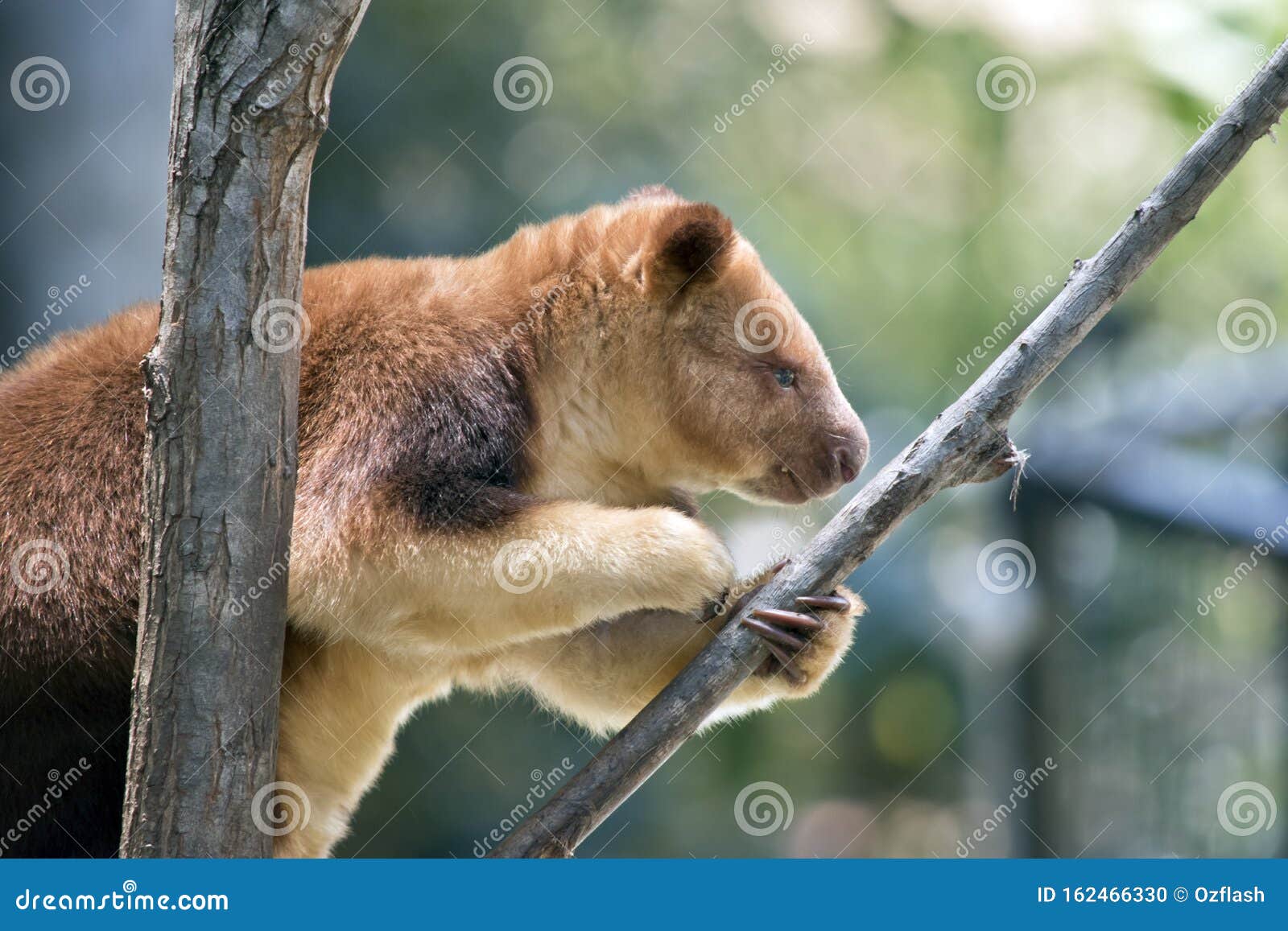 This is a Close Up of a Tree Kangaroos Stock Photo - Image of ...