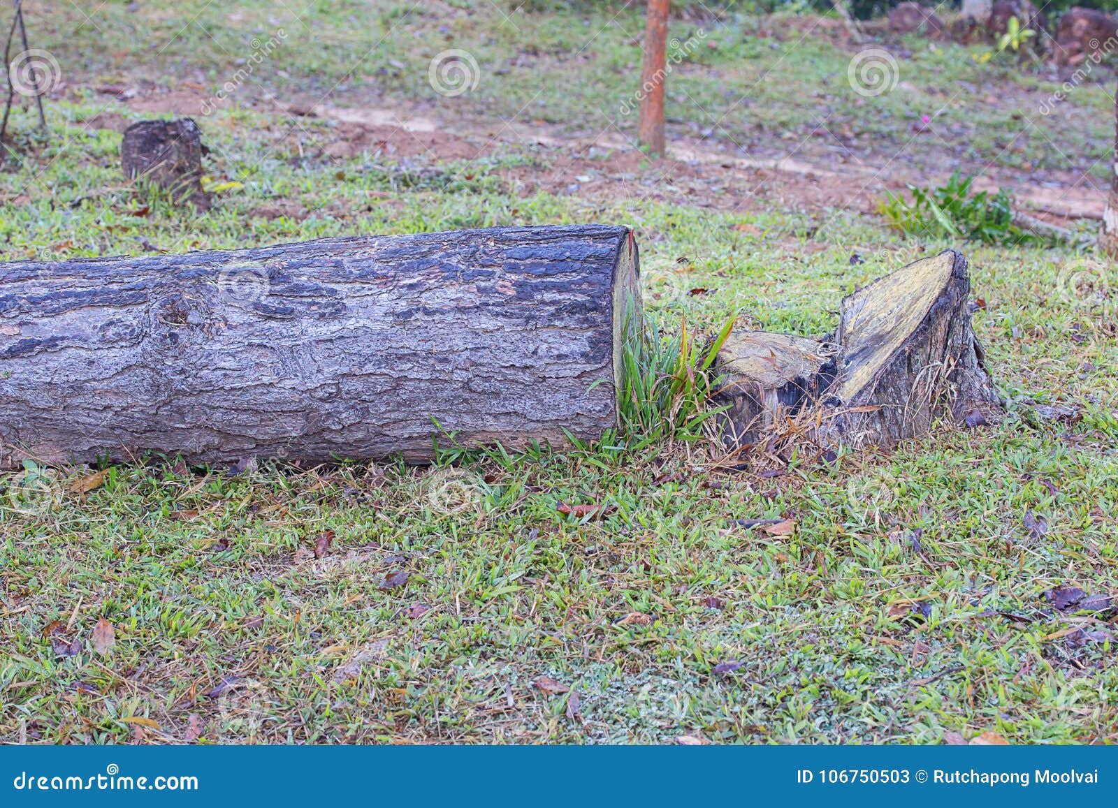 A Tree Log Trunks on Grass Ready for Cutting Stock Image - Image of ...
