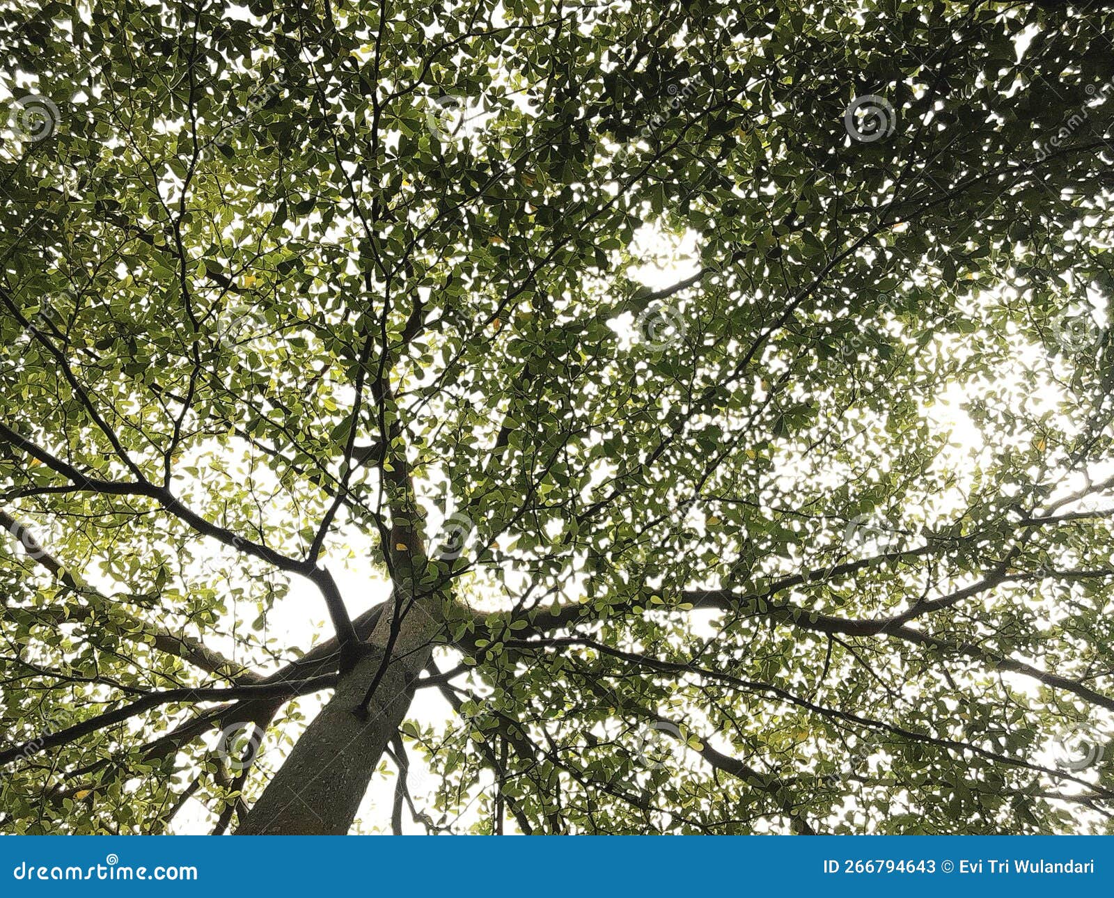 Close-up of a Tree with Lots of Small Leaves Stock Image - Image of ...
