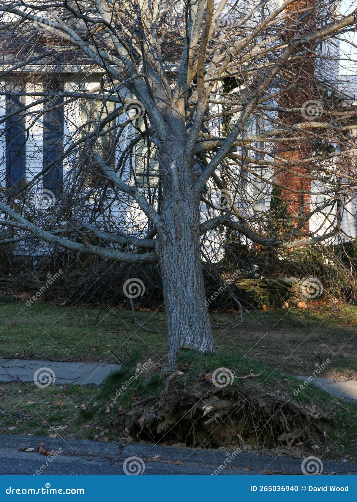 Close Up of a Tree Lying on a House after a Wind Storm Stock Photo ...