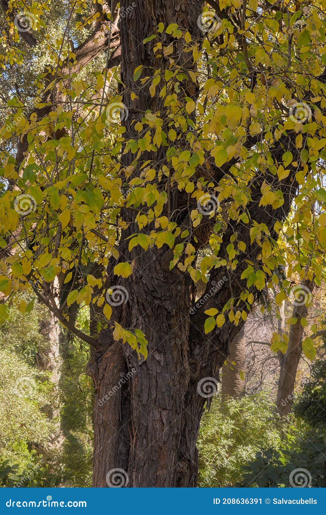 Close-up of the Tree Maclura Pomifera Stock Image - Image of ...