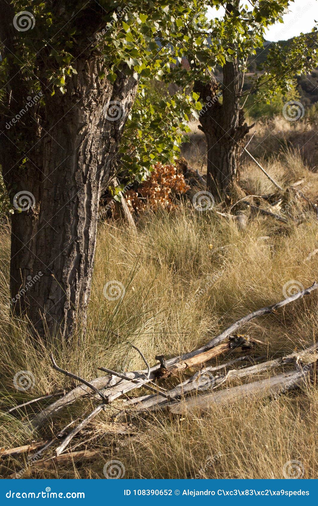 Close-up of a Tree. Old Branches on the Ground Stock Photo - Image of ...