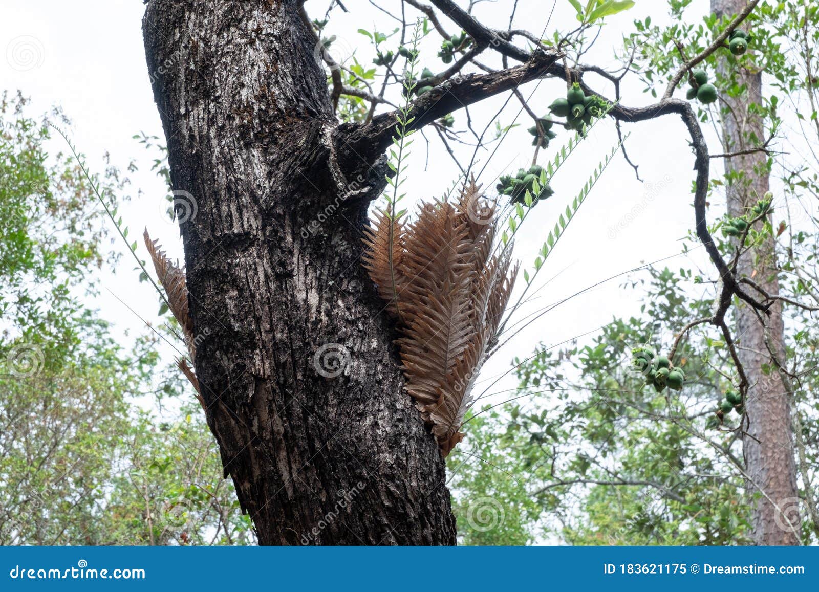 Close Up of a Tree with a Parasite Attached Stock Image - Image of ...