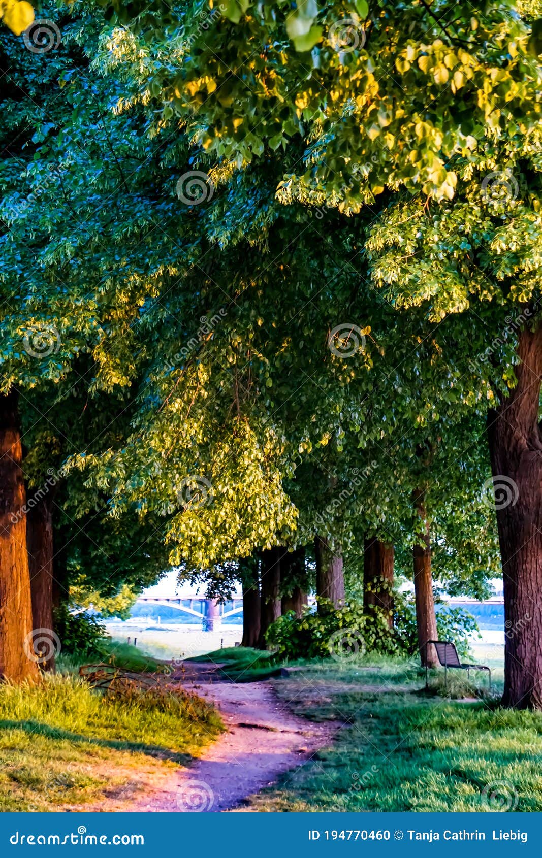 Close-up of a Tree Pathway at the Riverside Allee with Sunlight in ...