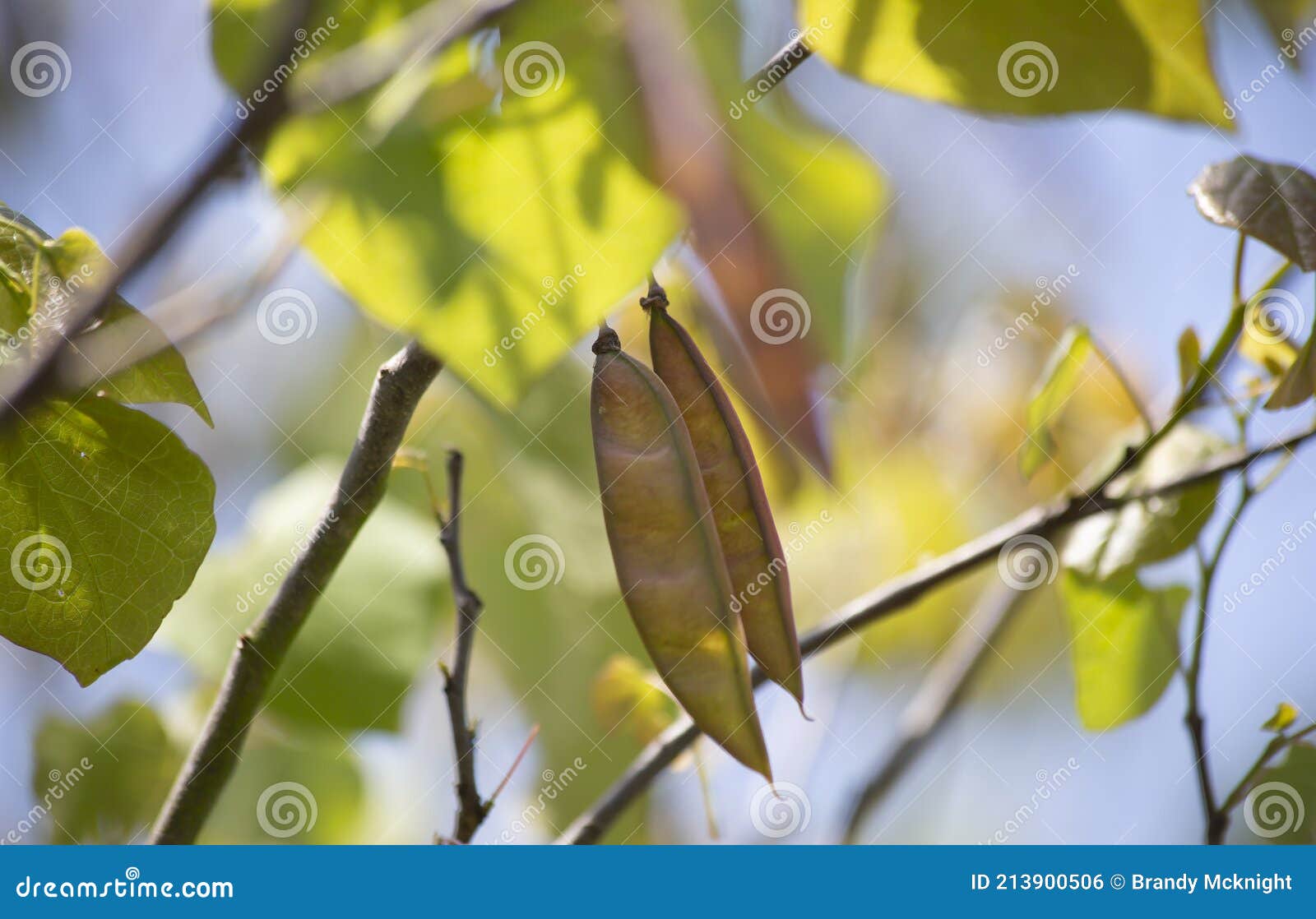 Close up of Tree Pods stock photo. Image of foliage - 213900506