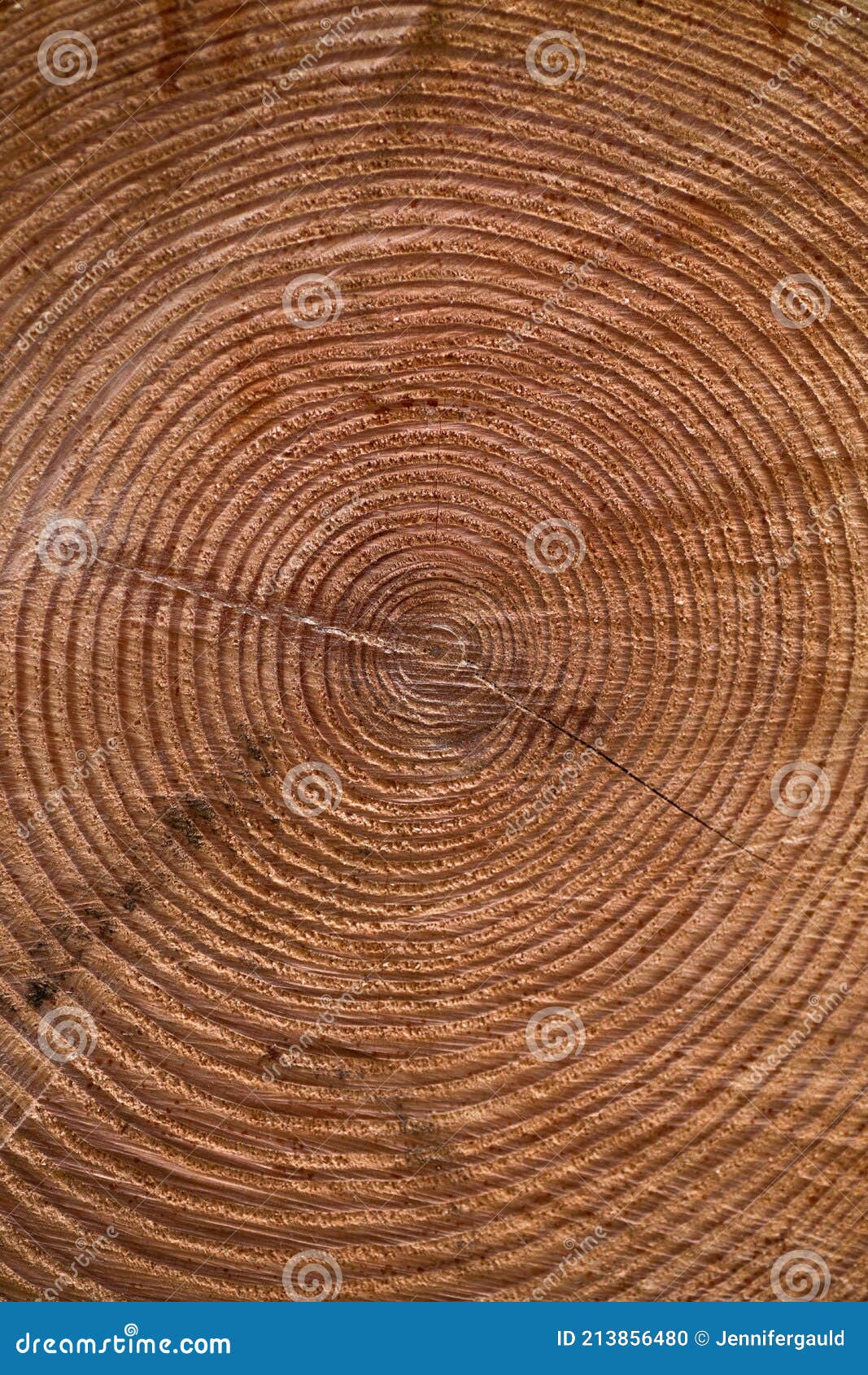 Close Up of a Tree Ring Texture Stock Photo - Image of history, dark ...