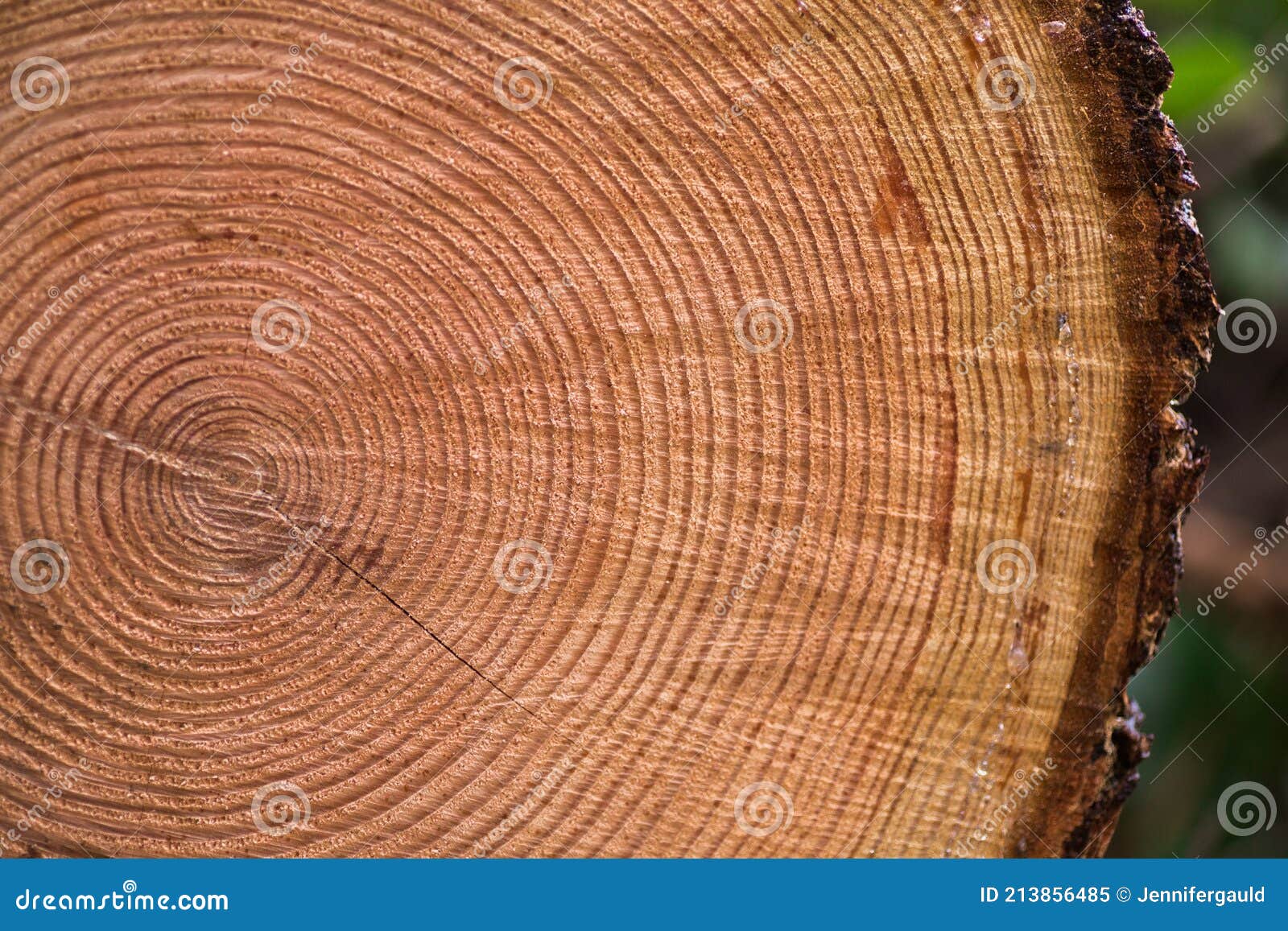 Close Up of a Tree Ring Texture Stock Image - Image of orange, core ...