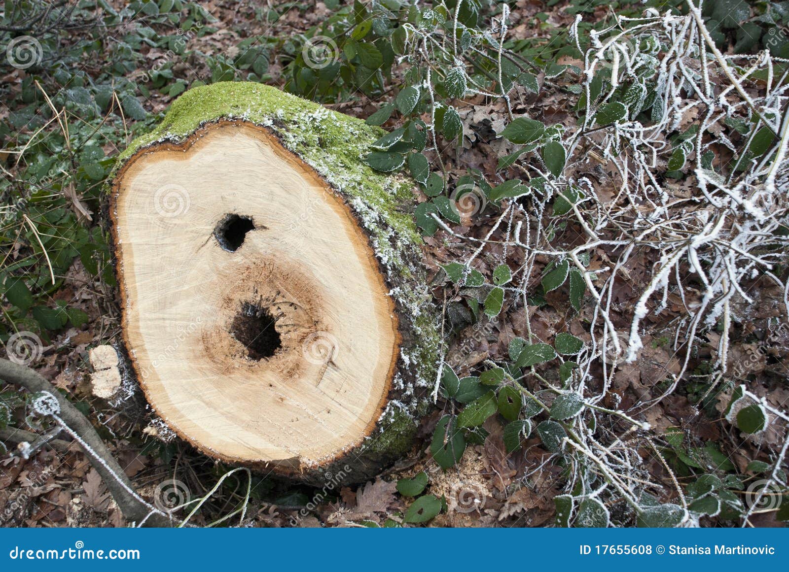 Close Up of Tree Rings on Felled Stump Stock Photo - Image of ...