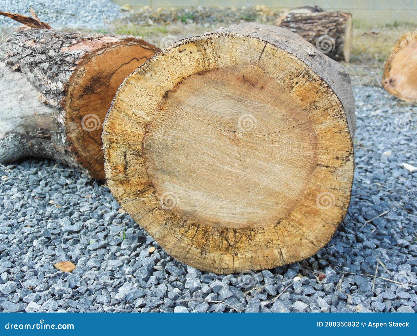 Close up of tree rings stock photo. Image of firewood - 200350832