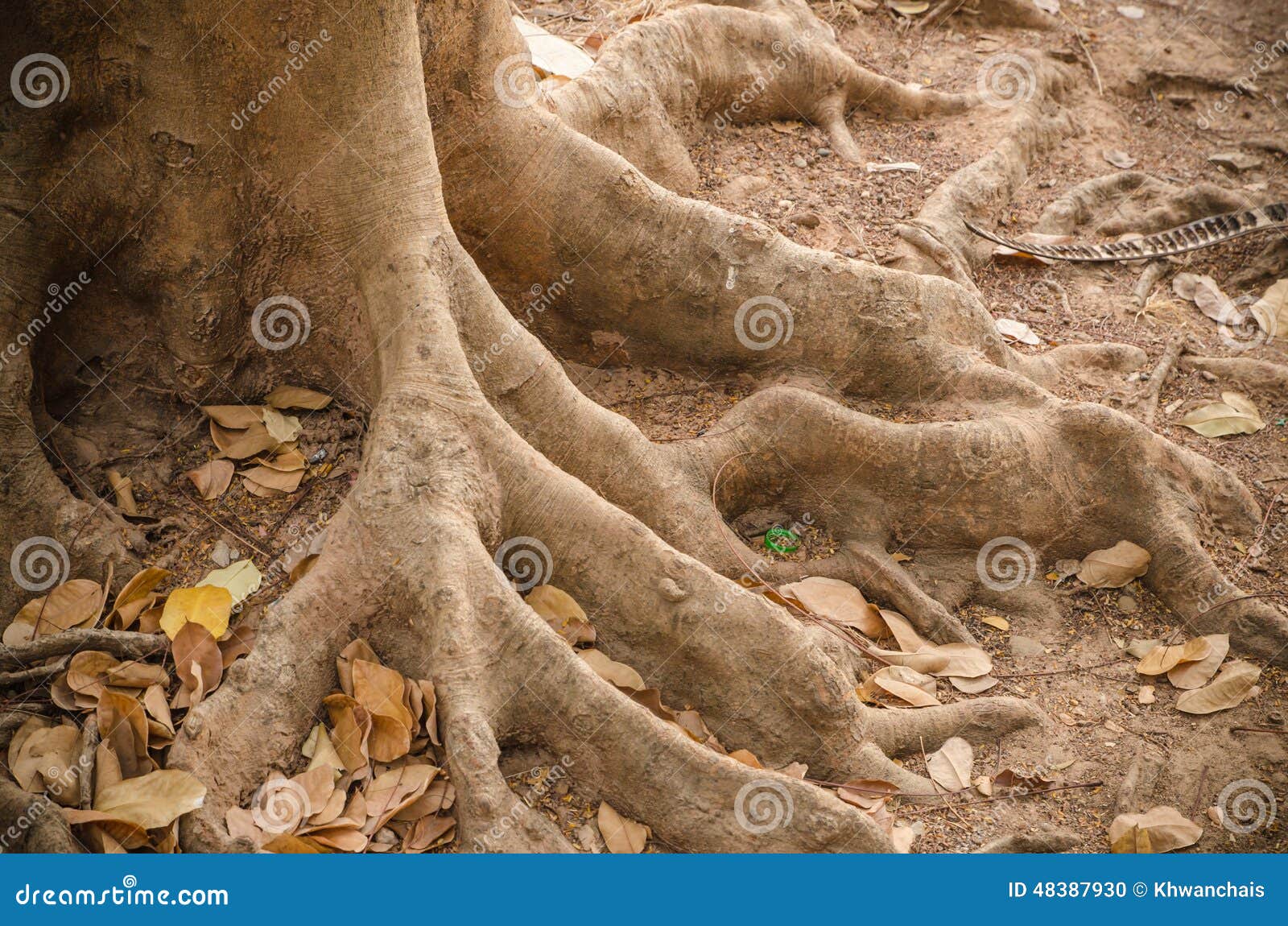Close up of tree roots stock photo. Image of garden, light - 48387930