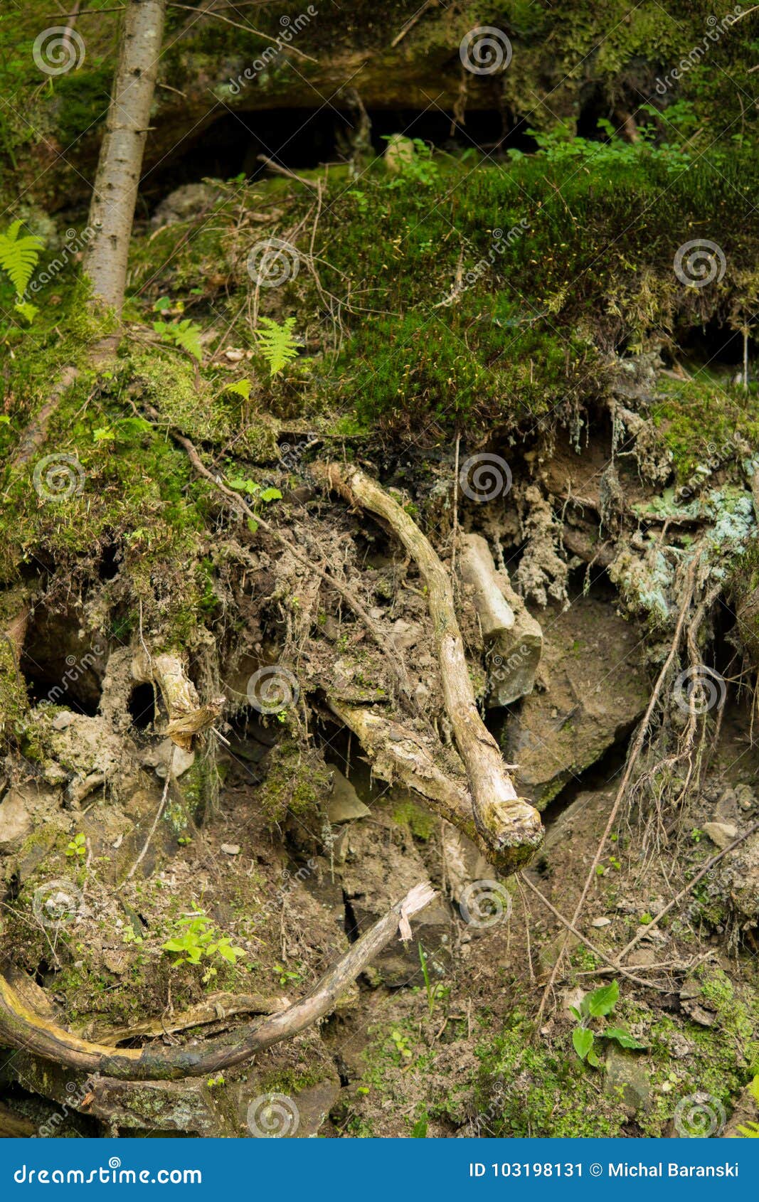 Close up of tree roots stock image. Image of soil, close - 103198131