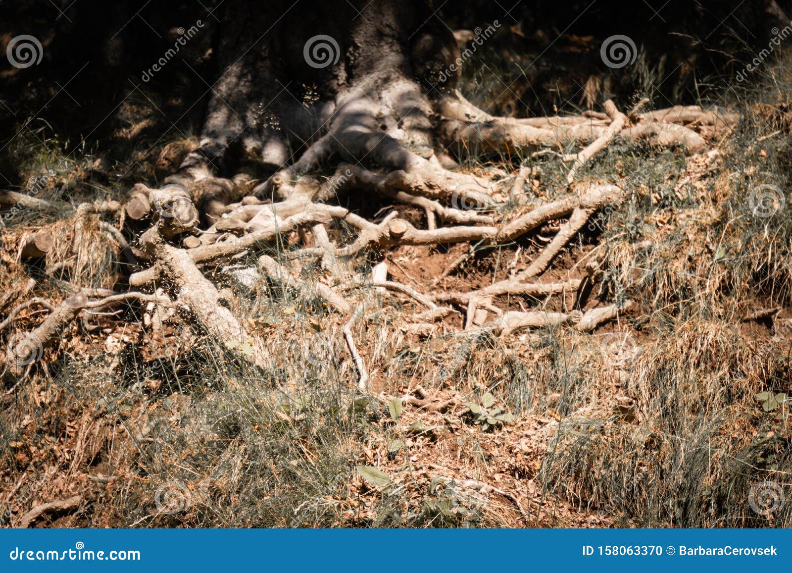 Close Up of Tree Roots in Forest Stock Photo - Image of ground, hiking ...