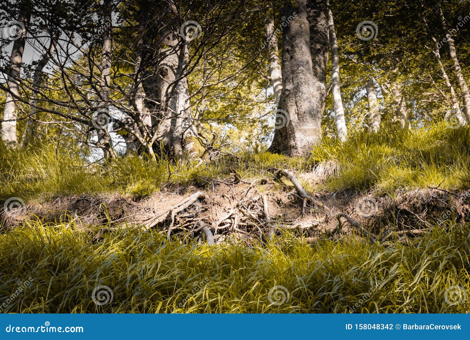 Close Up of Tree Roots in Forest Stock Photo - Image of landscape ...