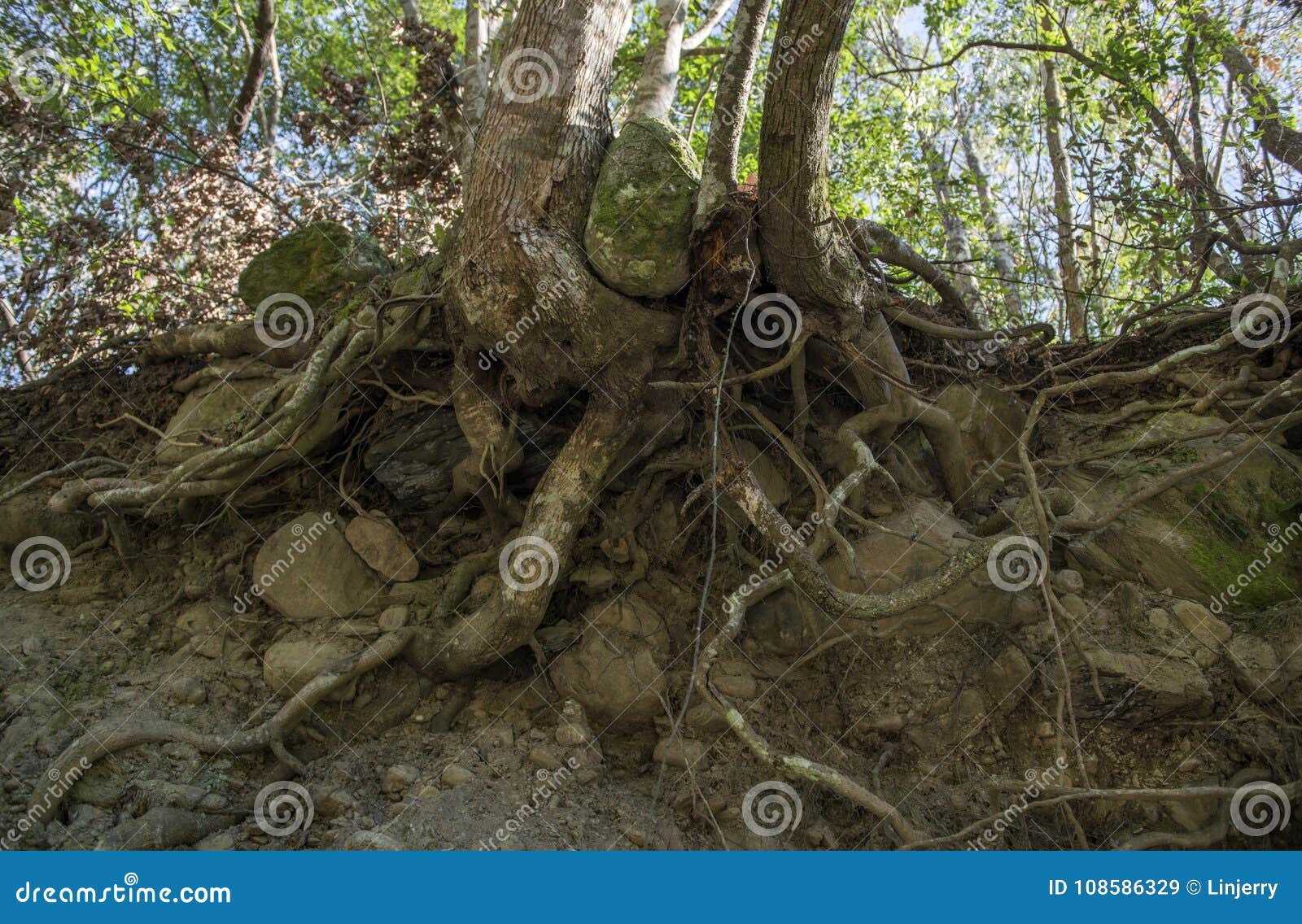 Close-up Tree Roots on the Ground in Mountain Forest Stock Image ...