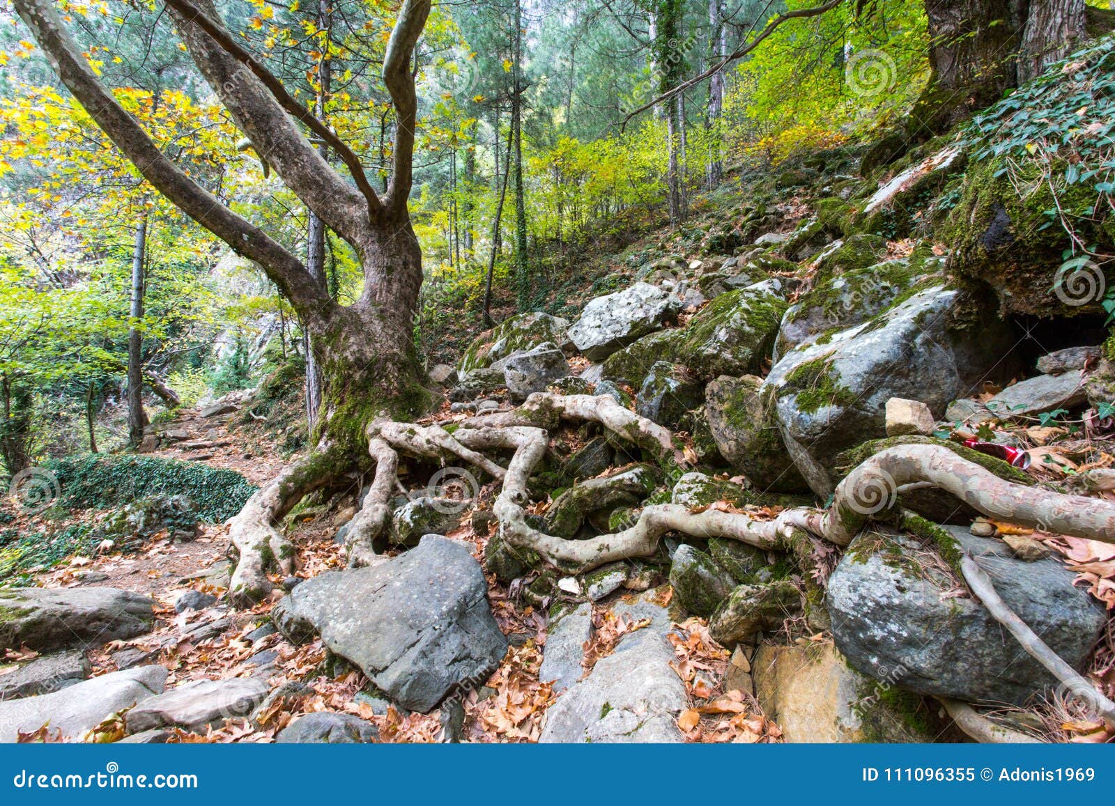 Tree Roots on Rocky Ground in Forest Stock Image - Image of green ...