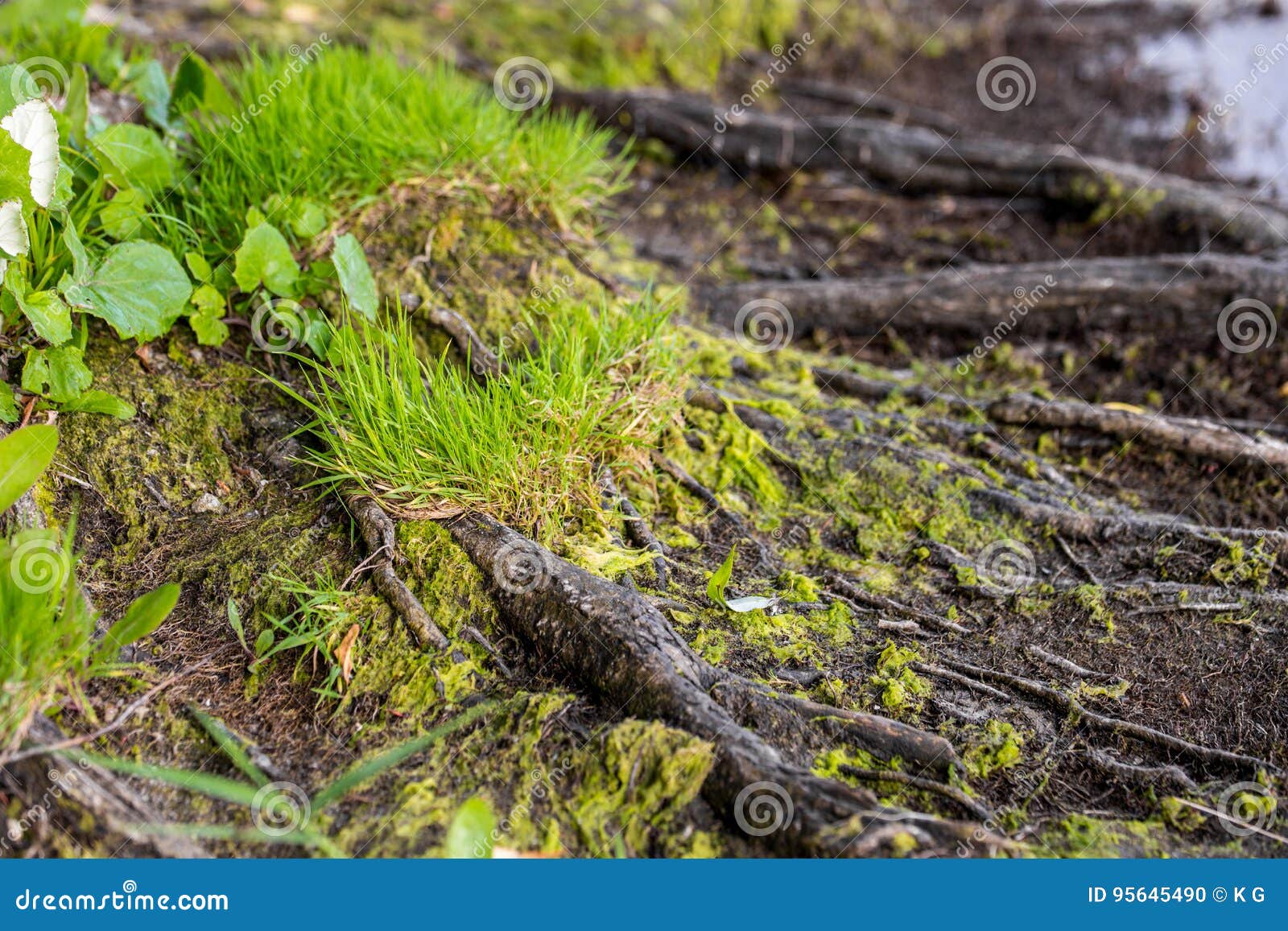 Close-up Of The Roots Of A Fallen Tree Blown Down By The Wind. Forest ...