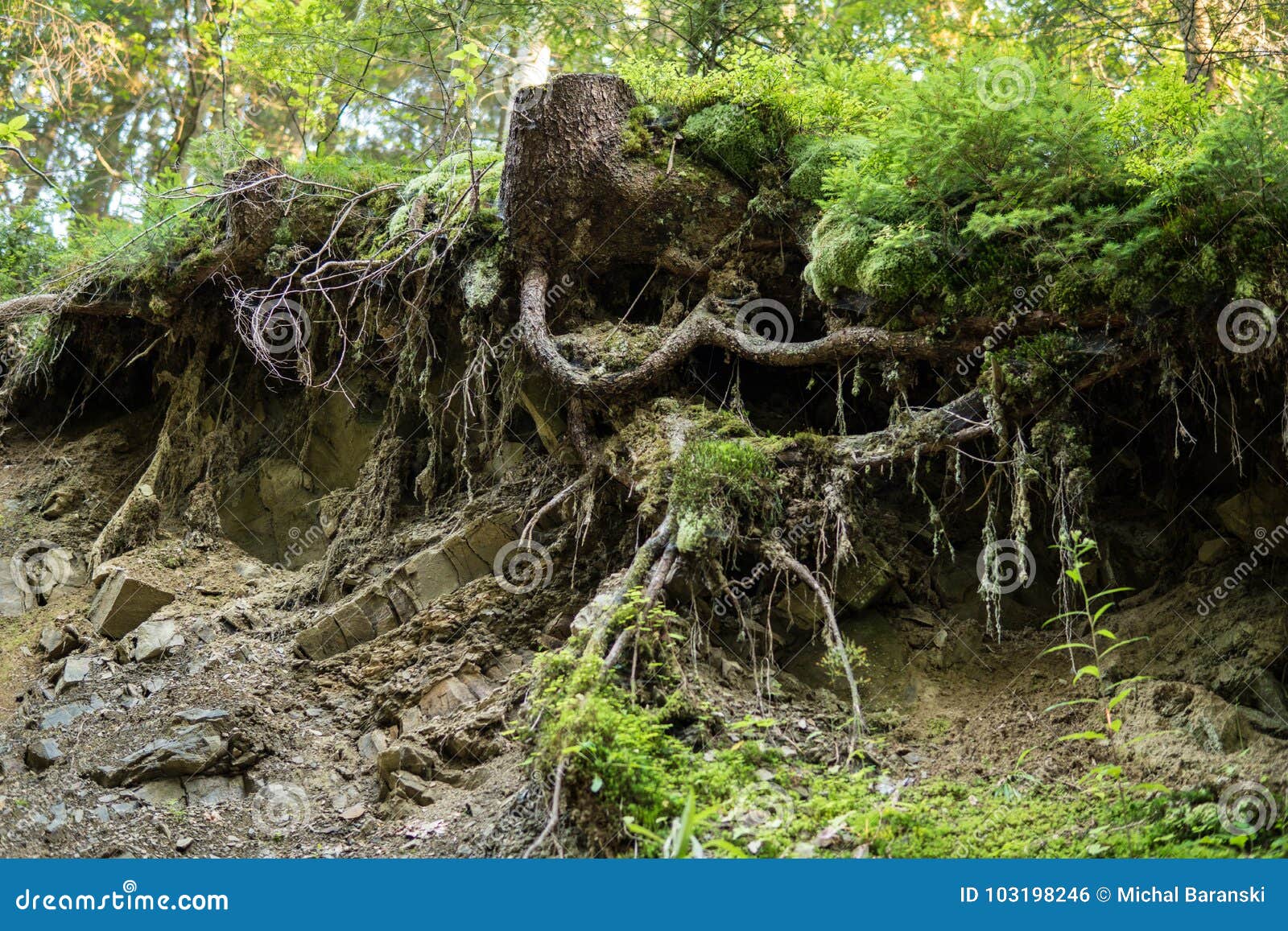 Close up of tree roots stock photo. Image of soil, ground - 103198246