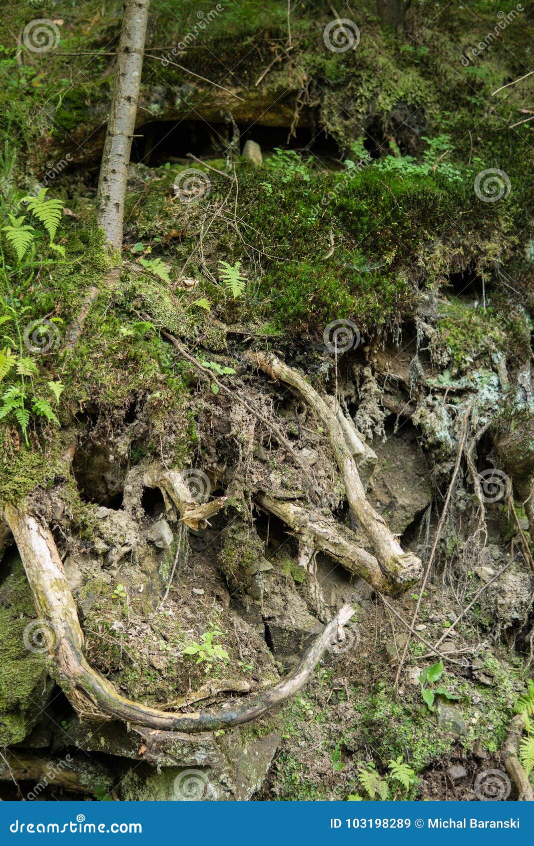 Close up of tree roots stock image. Image of soil, ecology - 103198289