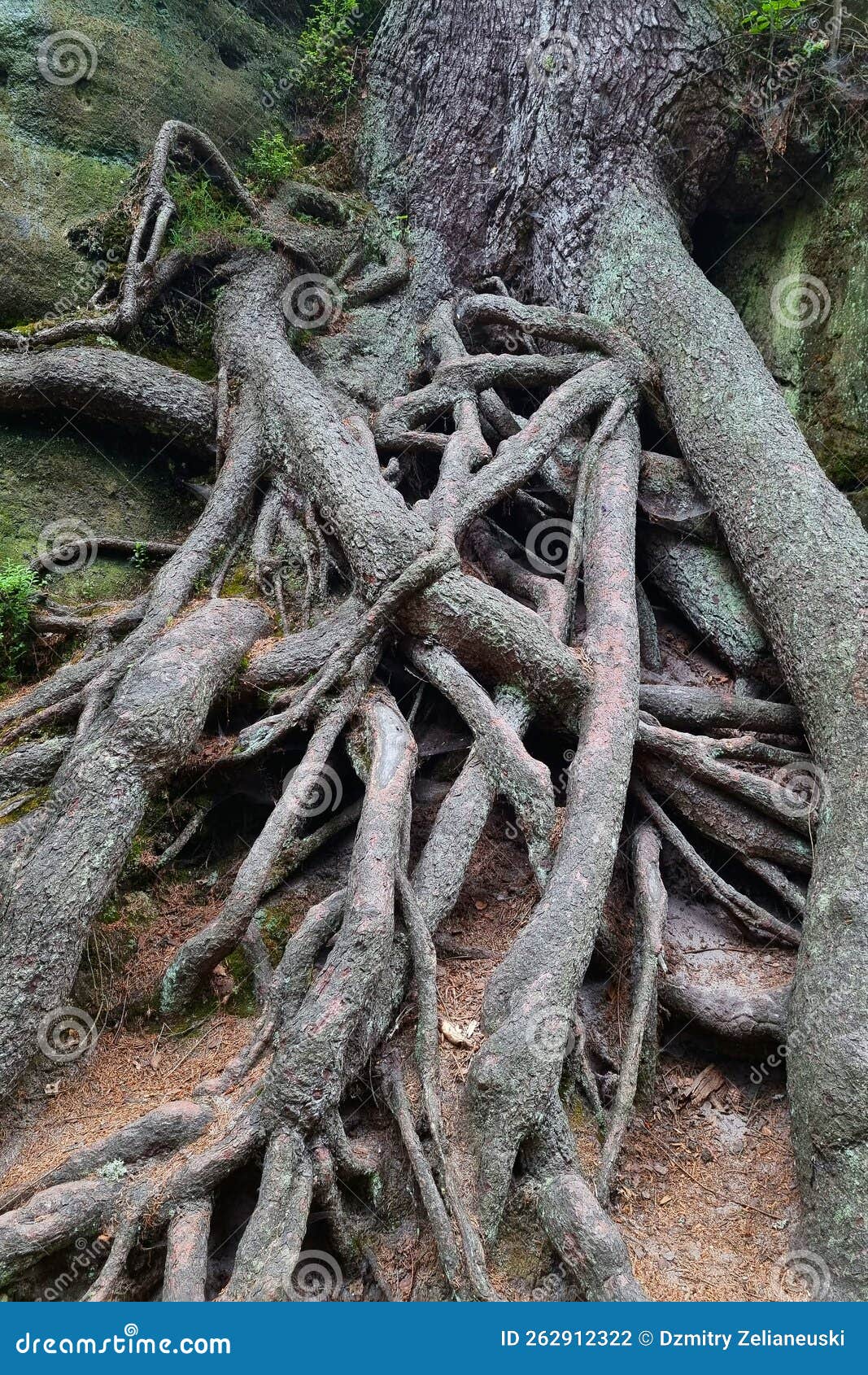 Close-up of the Tree Roots Sticking Out of the Ground in the Forest ...