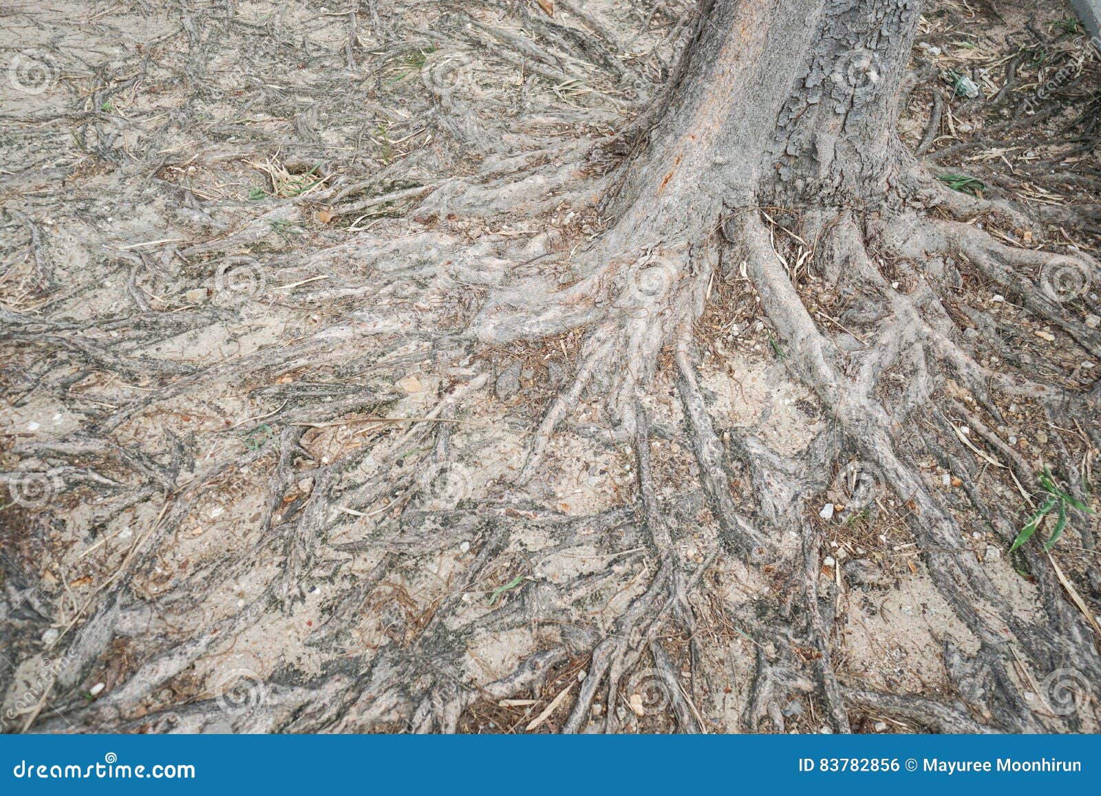 Close Up Tree Roots Texture Stock Photo - Image of design, grunge: 83782856