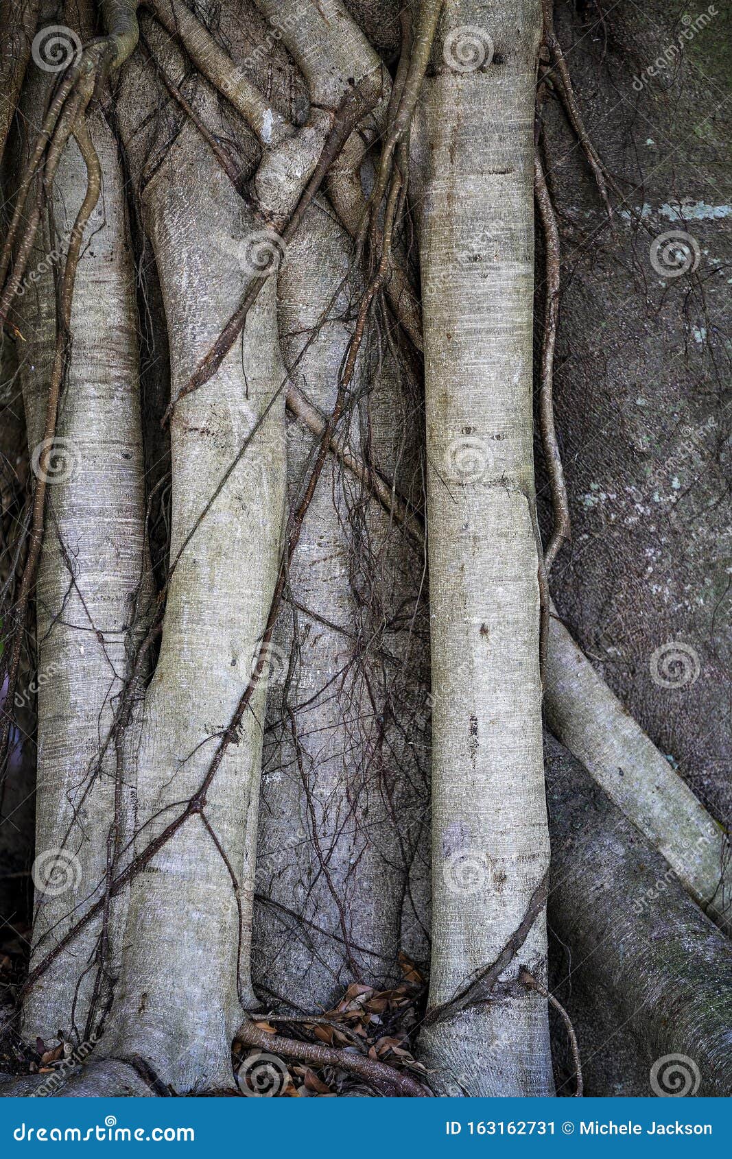 Close Up of Tree Roots stock image. Image of close, exterior - 163162731