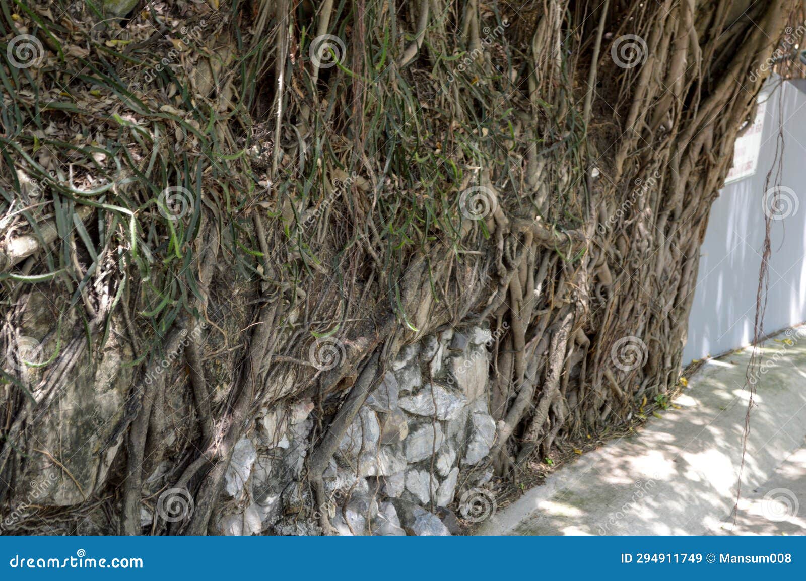 Tree roots and wall stock image. Image of leaf, wood - 294911749