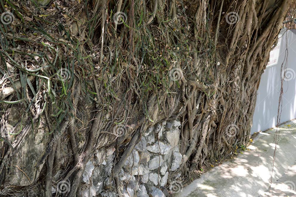 Tree roots and wall stock image. Image of leaf, wood - 294911749