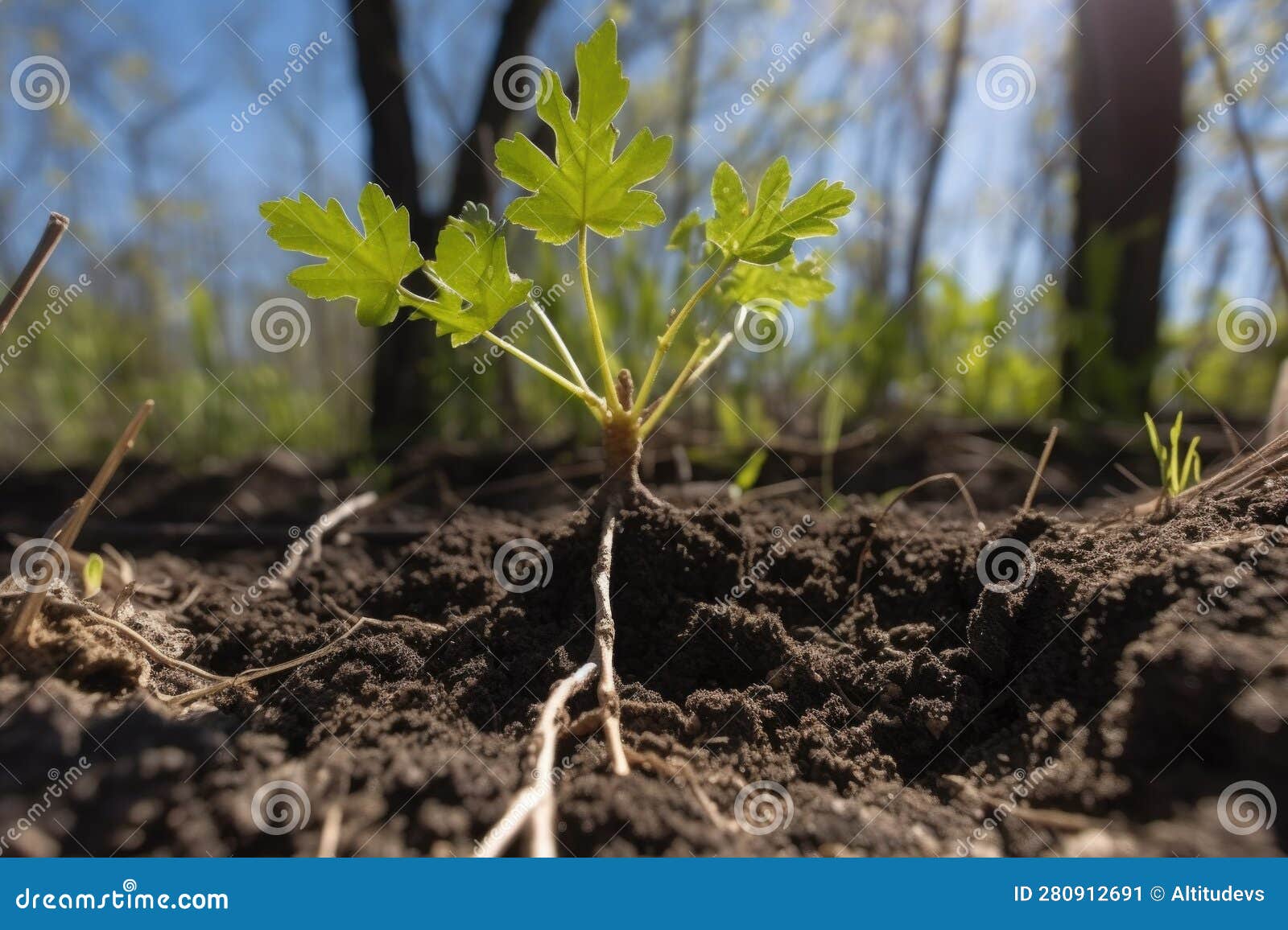 Close-up of a Tree Sapling with Its Roots in the Ground Stock ...
