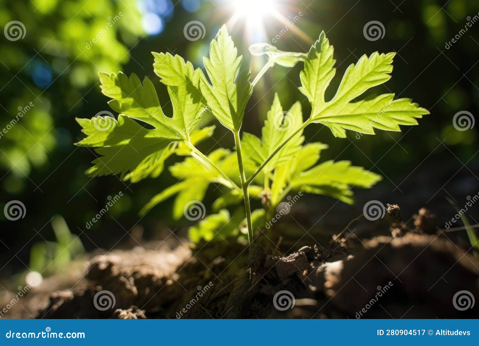 Close-up of a Tree Seedling with Sun Shining through the Leaves Stock ...