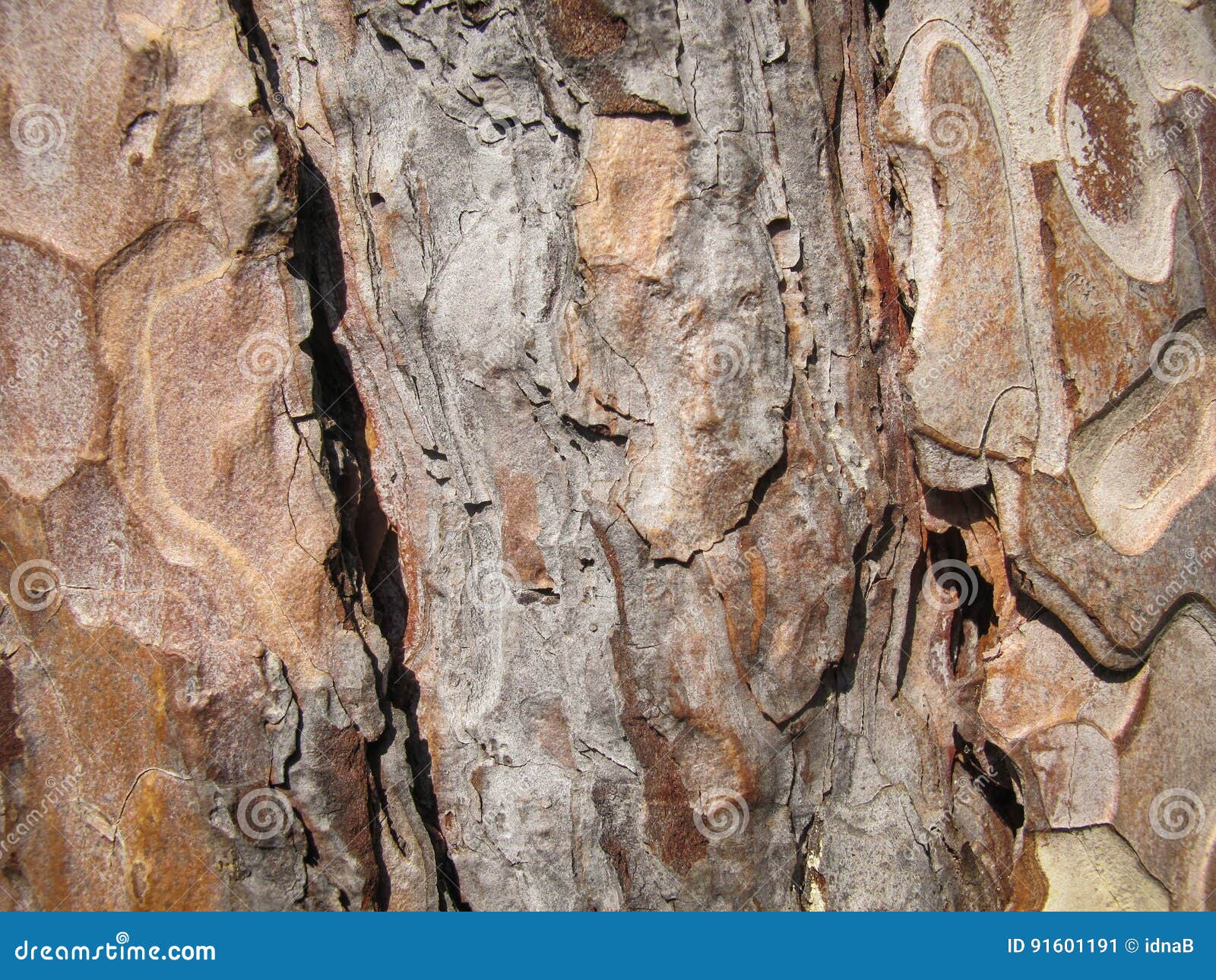 Close up tree skin texture stock image. Image of tree - 91601191